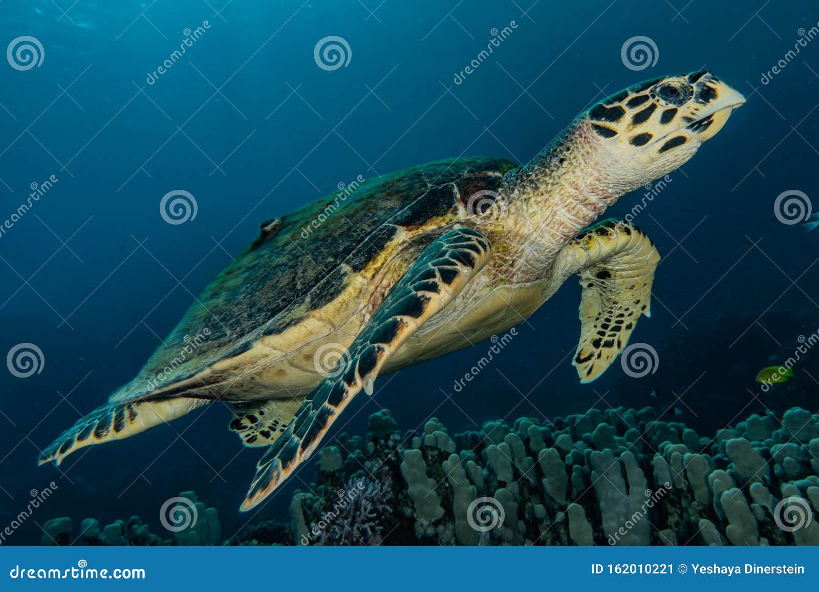 Sea turtle in the Red Sea stock image. Image of lagoon - 162010221