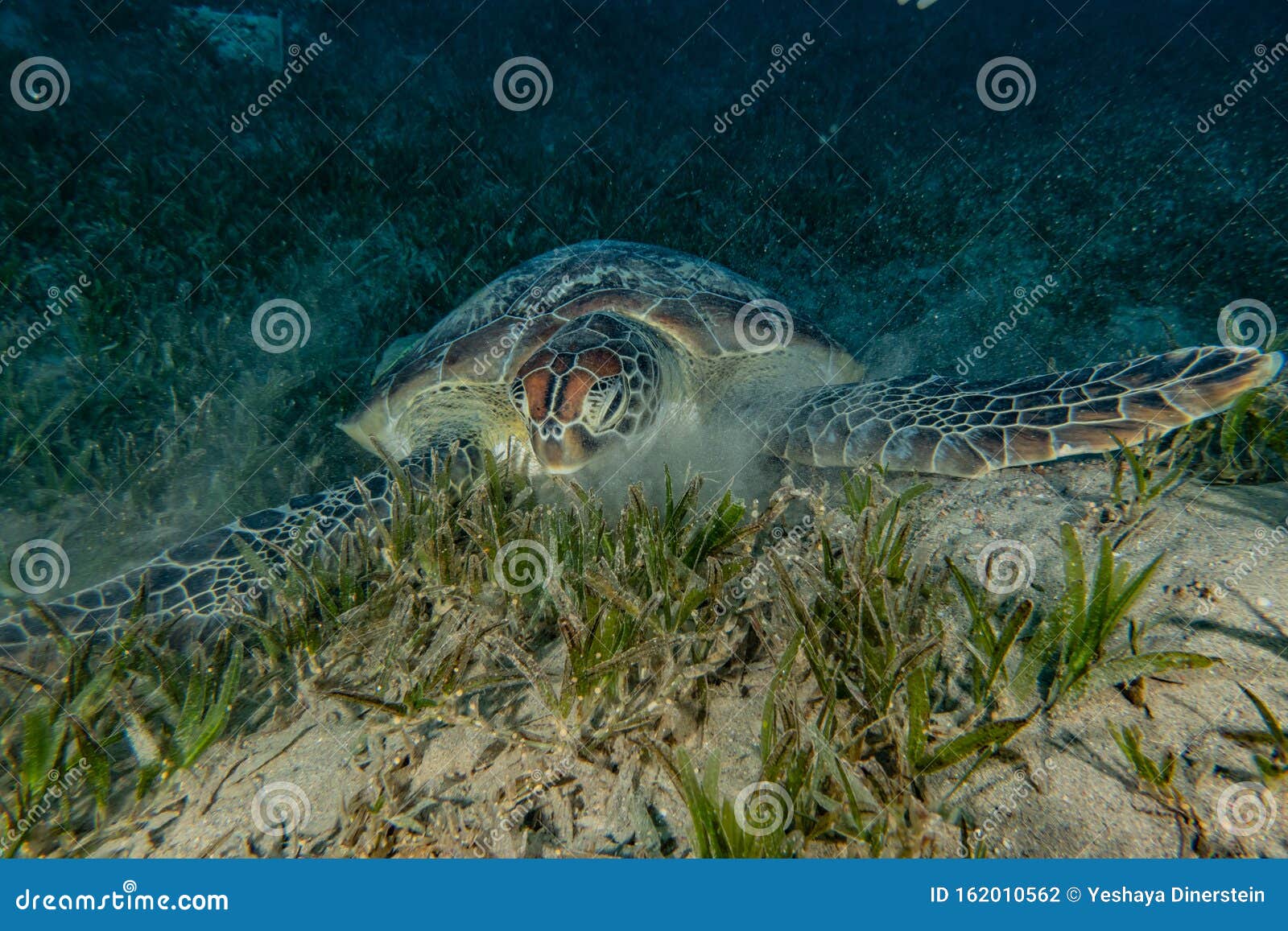 Sea turtle in the Red Sea stock photo. Image of eretmochelys - 162010562