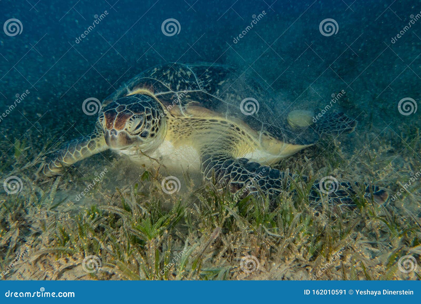Sea turtle in the Red Sea stock image. Image of egypt - 162010591