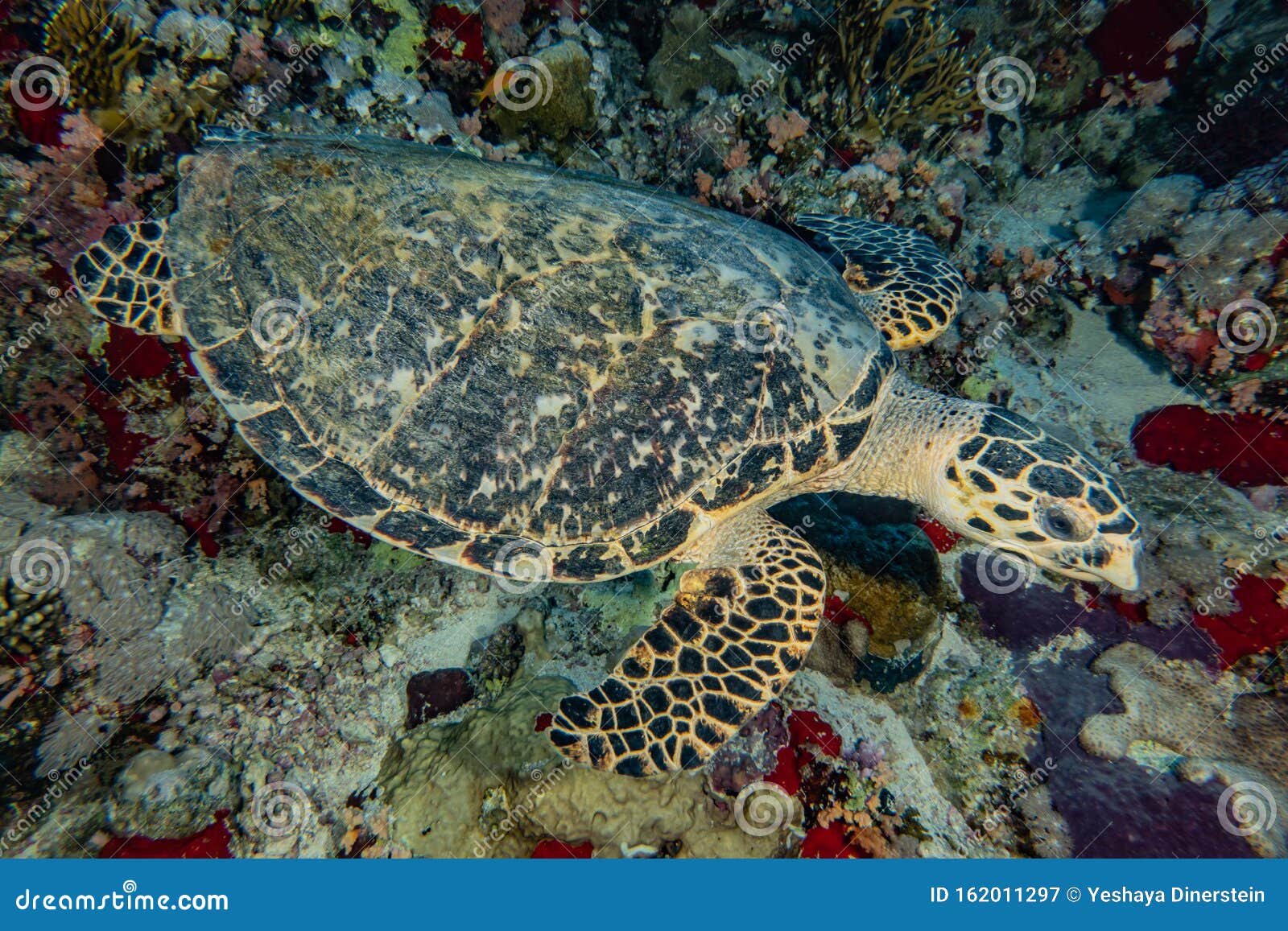 Sea turtle in the Red Sea stock image. Image of beautiful - 162011297