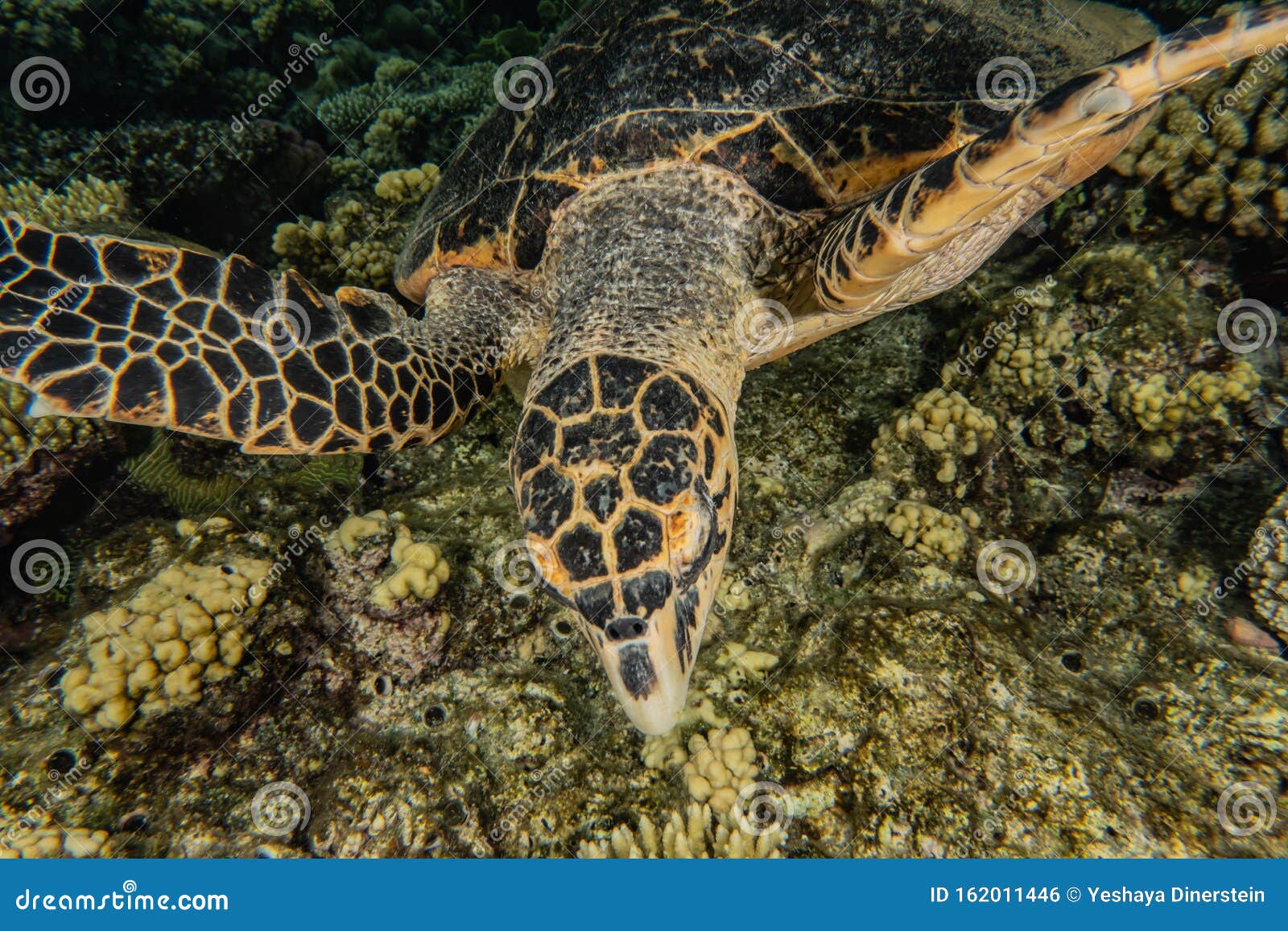 Sea turtle in the Red Sea stock photo. Image of environment - 162011446