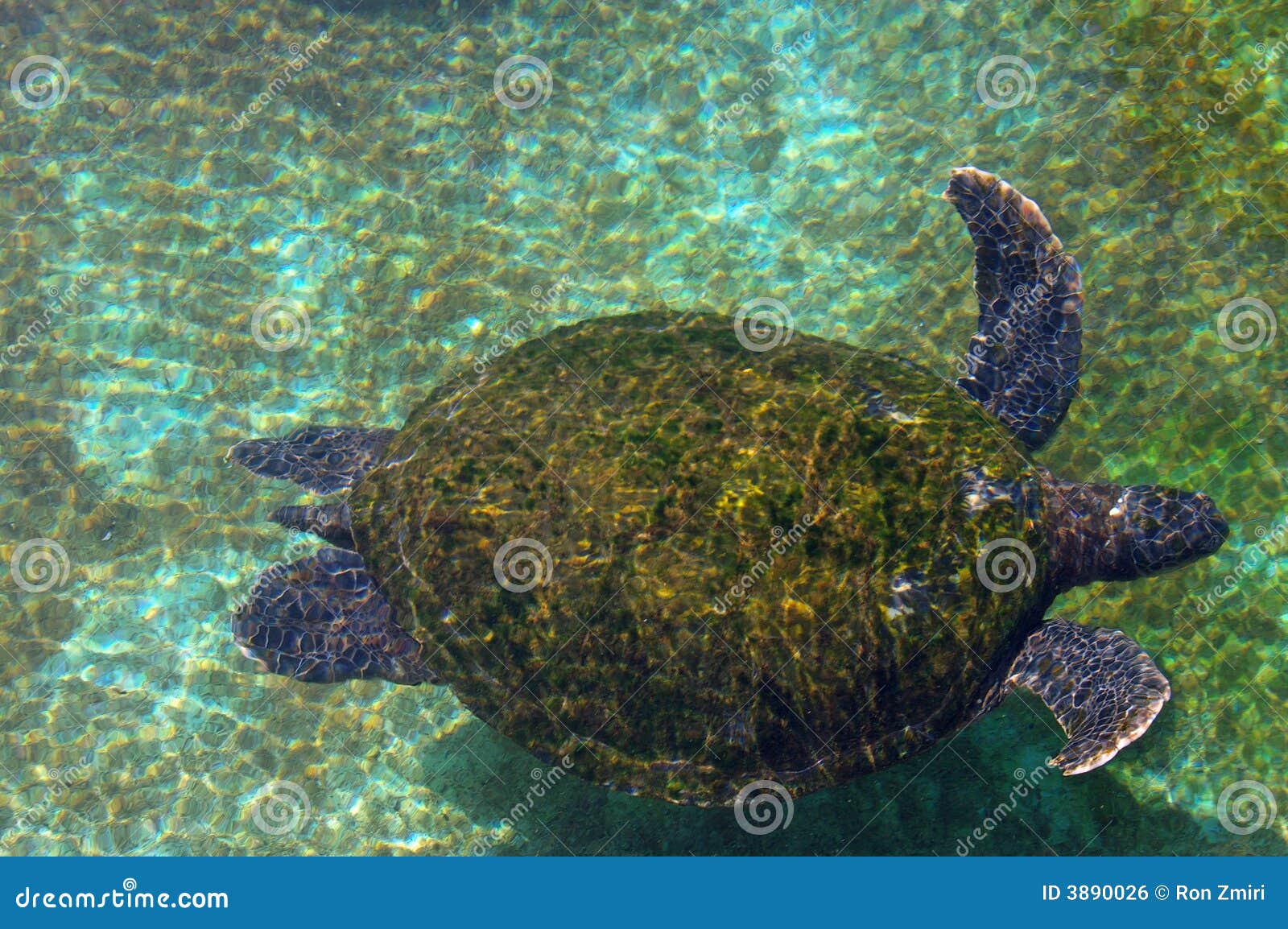Sea turtle in the Red Sea stock photo. Image of wildlife - 3890026