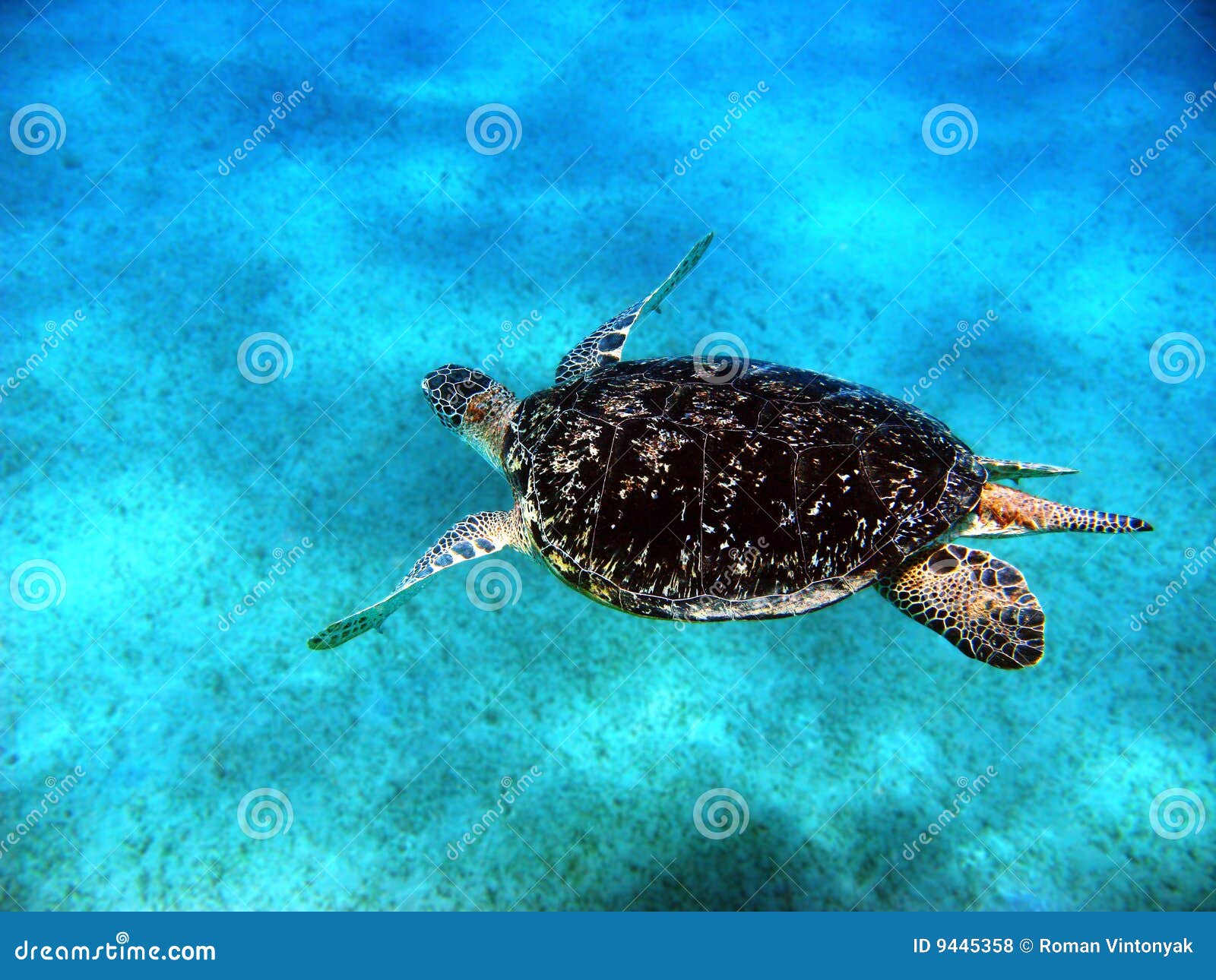 Sea turtle in Red sea stock photo. Image of turtle, underwater - 9445358