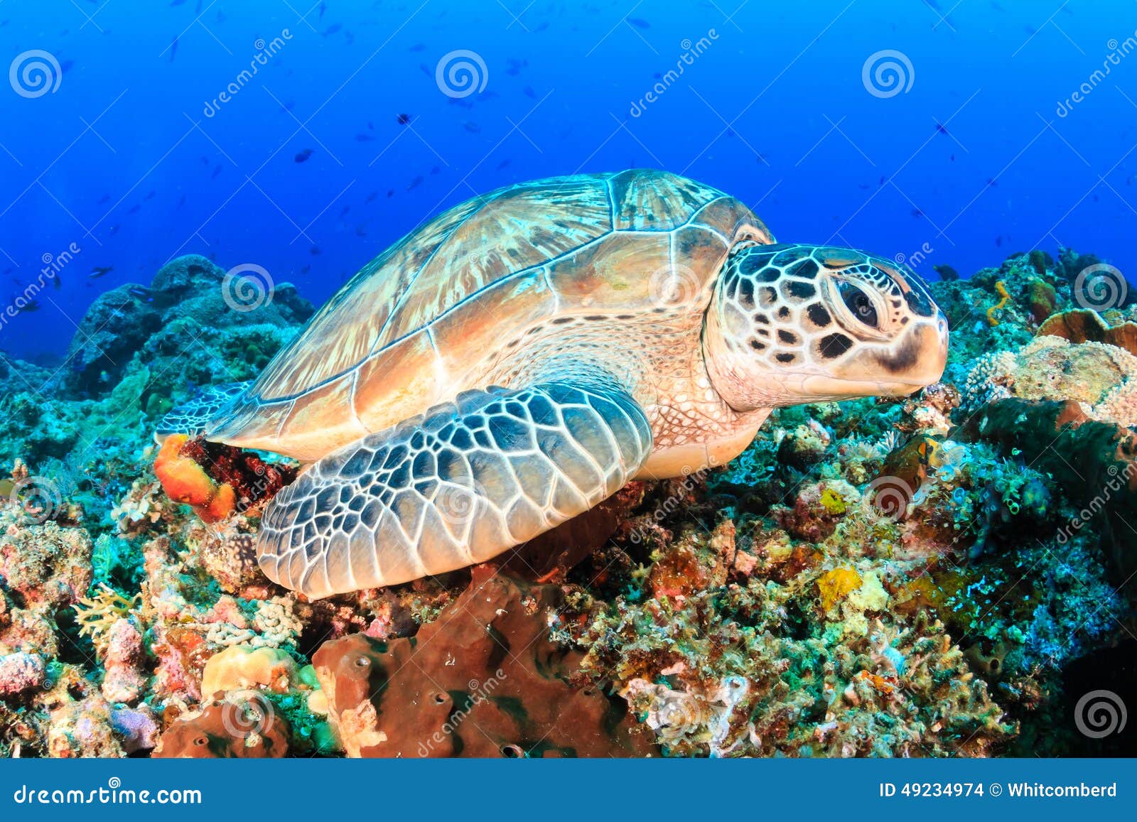 Sea turtle on a reef stock photo. Image of colorful, aquarium - 49234974