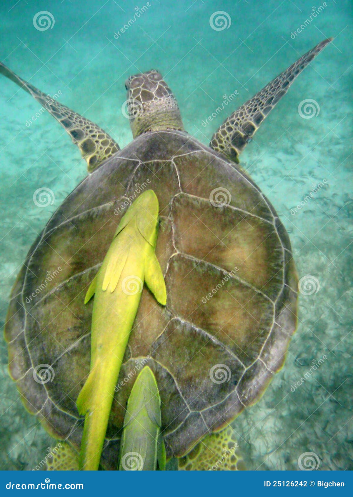 Sea Turtle with Remora Attached in Mexico Stock Photo - Image of animal ...