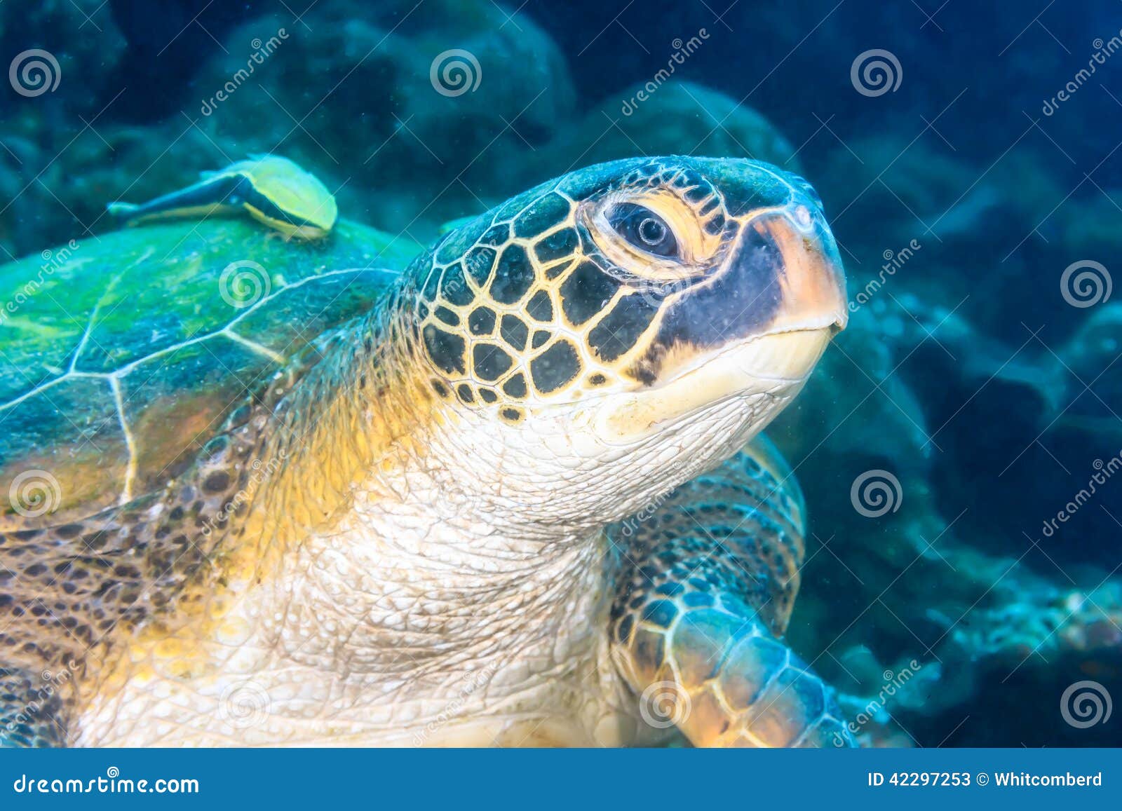 Sea turtle with remora stock image. Image of holiday - 42297253