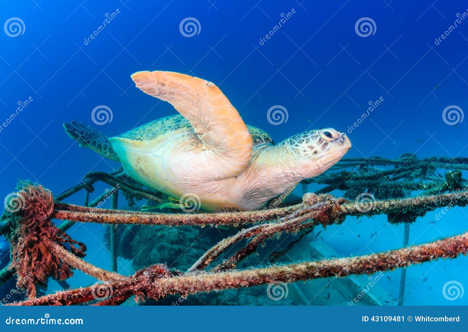 Sea Turtle Resting on Wreckage Stock Image - Image of caribbean ...