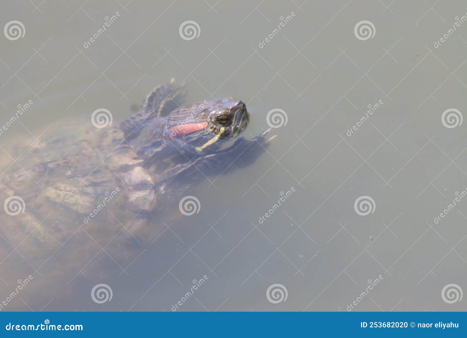 A Sea Turtle Rises To Breathe Air from the Sea Stock Photo - Image of ...