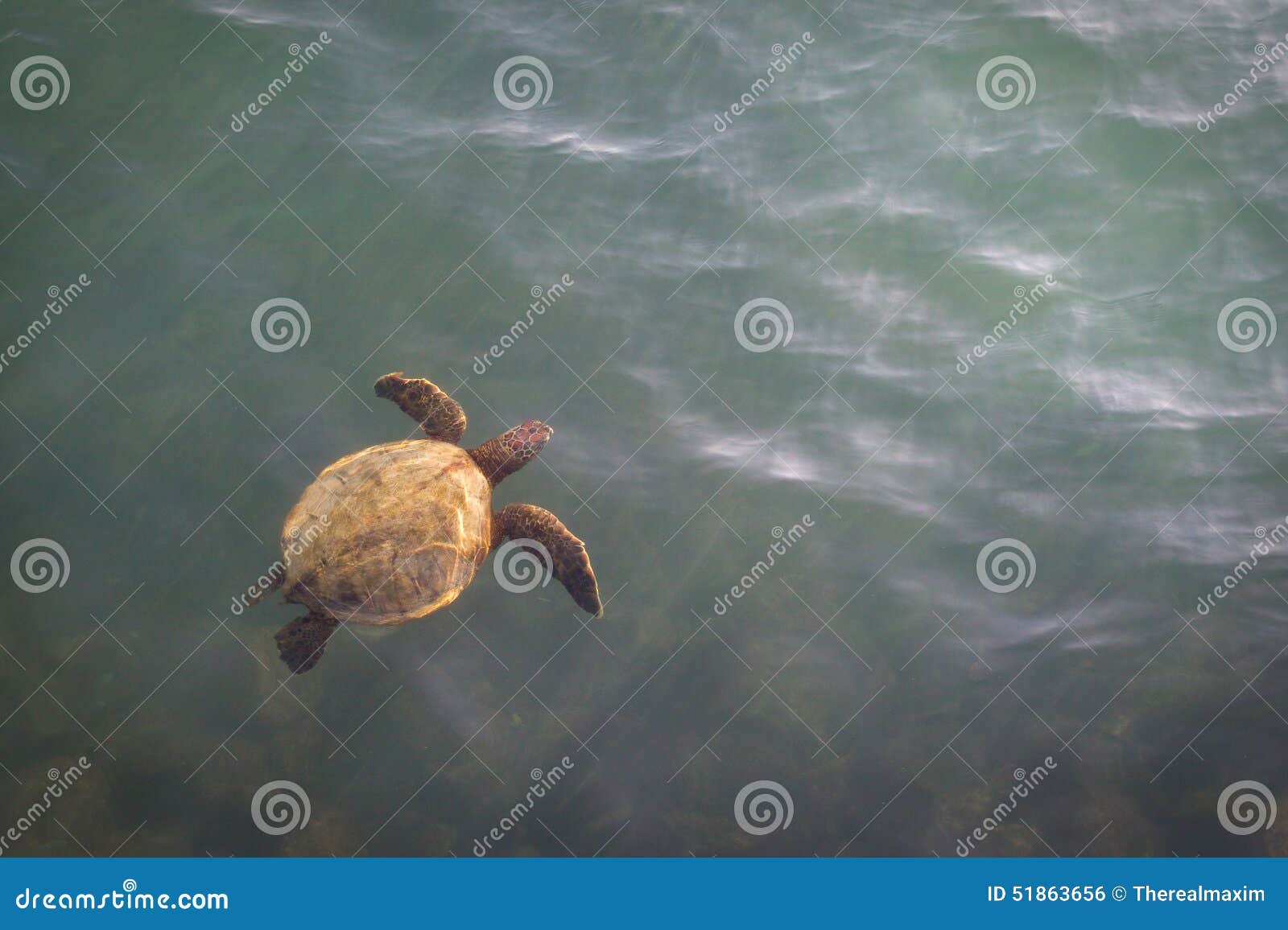 Sea Turtle Rising To Surface Stock Photo - Image of surface, ocean ...