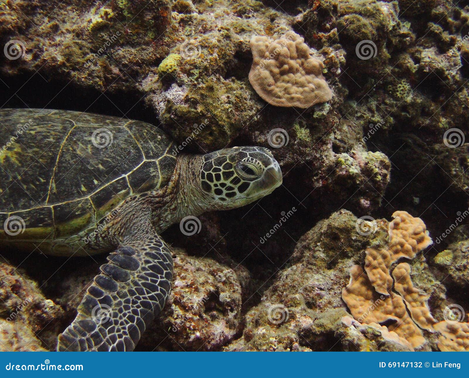 Sea turtle stock photo. Image of front, ocean, temperate - 69147132