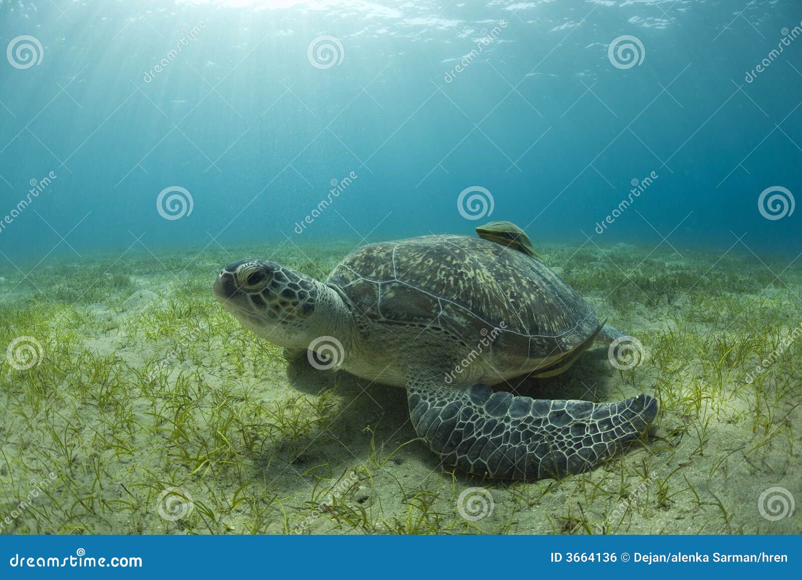 Sea turtle on sand bed stock photo. Image of ocean, sand - 3664136