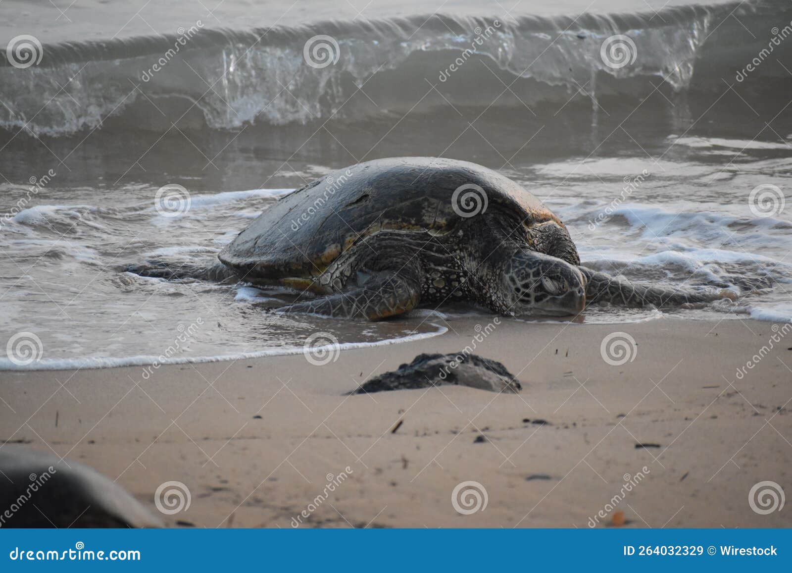 Sea Turtle on a Sandy Beach. Stock Image - Image of life, wild: 264032329