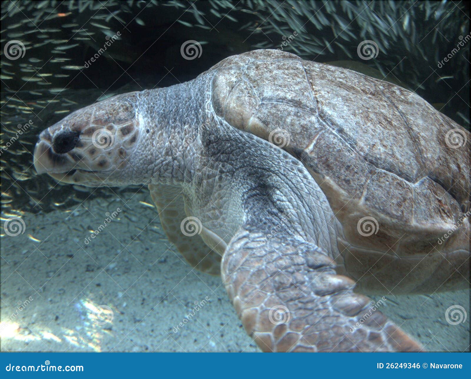 Sea Turtle and School of Fish Stock Photo - Image of profile, swimming ...
