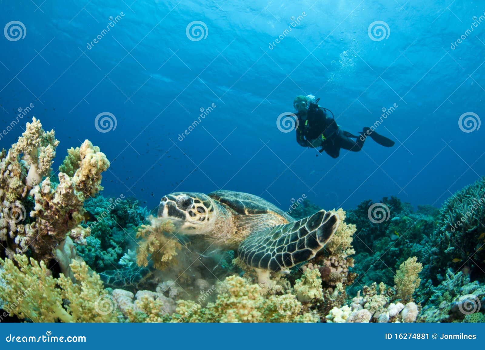 Turtle Scuba Divers Sipadan Island Coral Reef Borneo Stock Image ...
