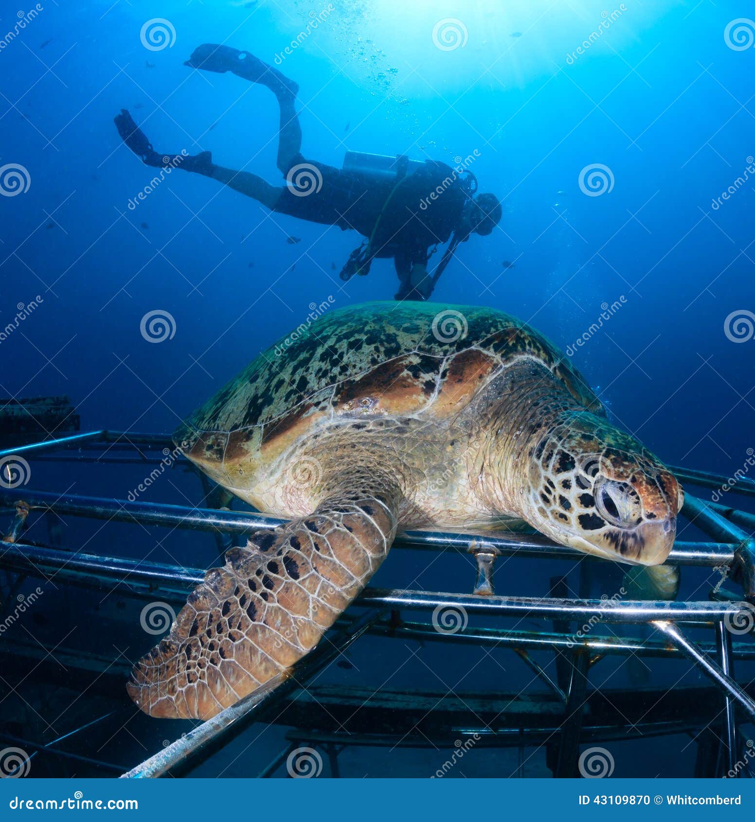 Sea Turtle with SCUBA Diver Stock Photo - Image of marine, life: 43109870