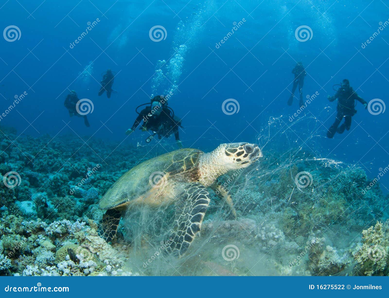 Sea Turtle with Scuba Divers Stock Photo - Image of nature, people ...