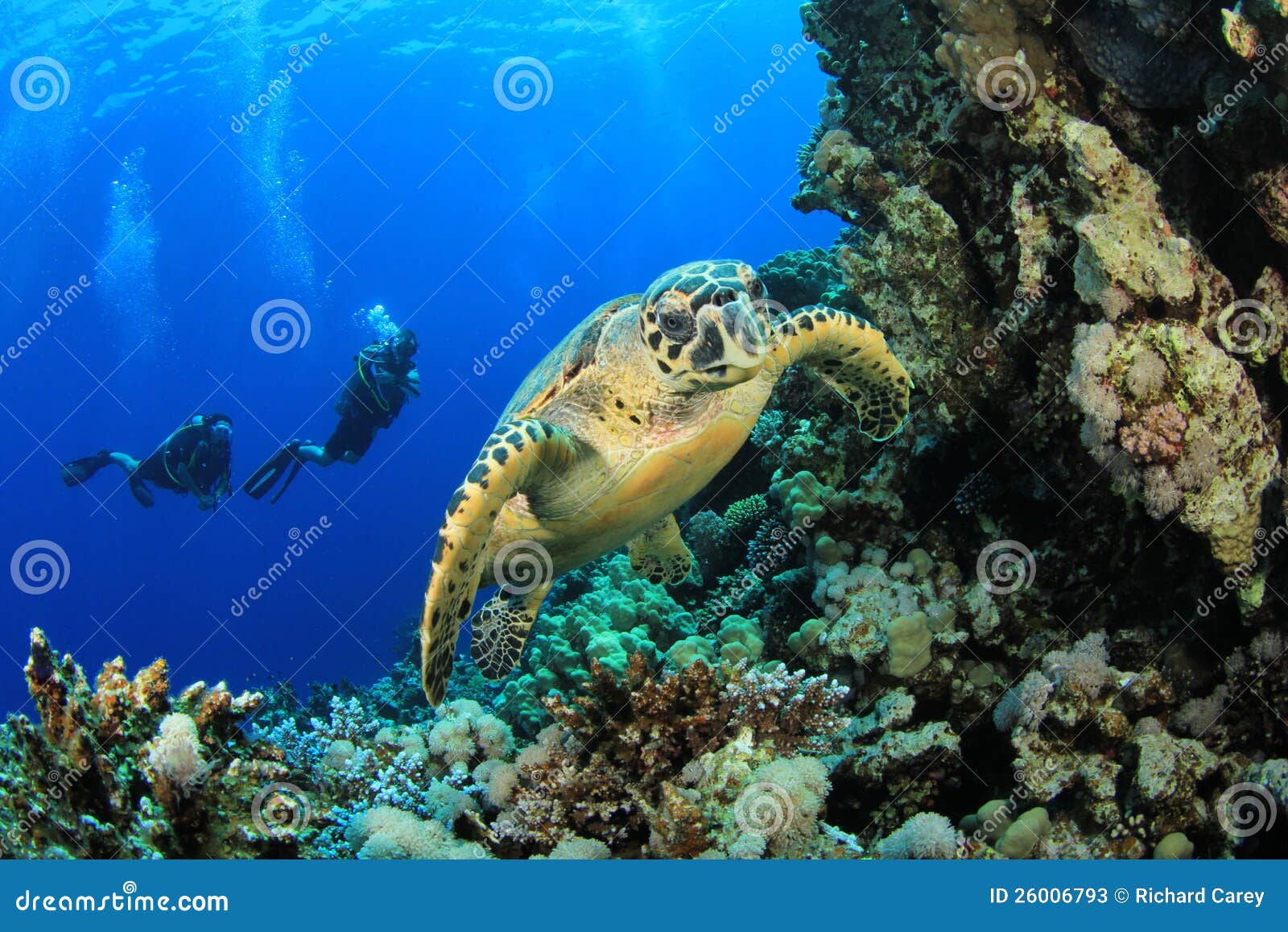 Sea Turtle and Scuba Divers Stock Image - Image of diver, animal: 26006793