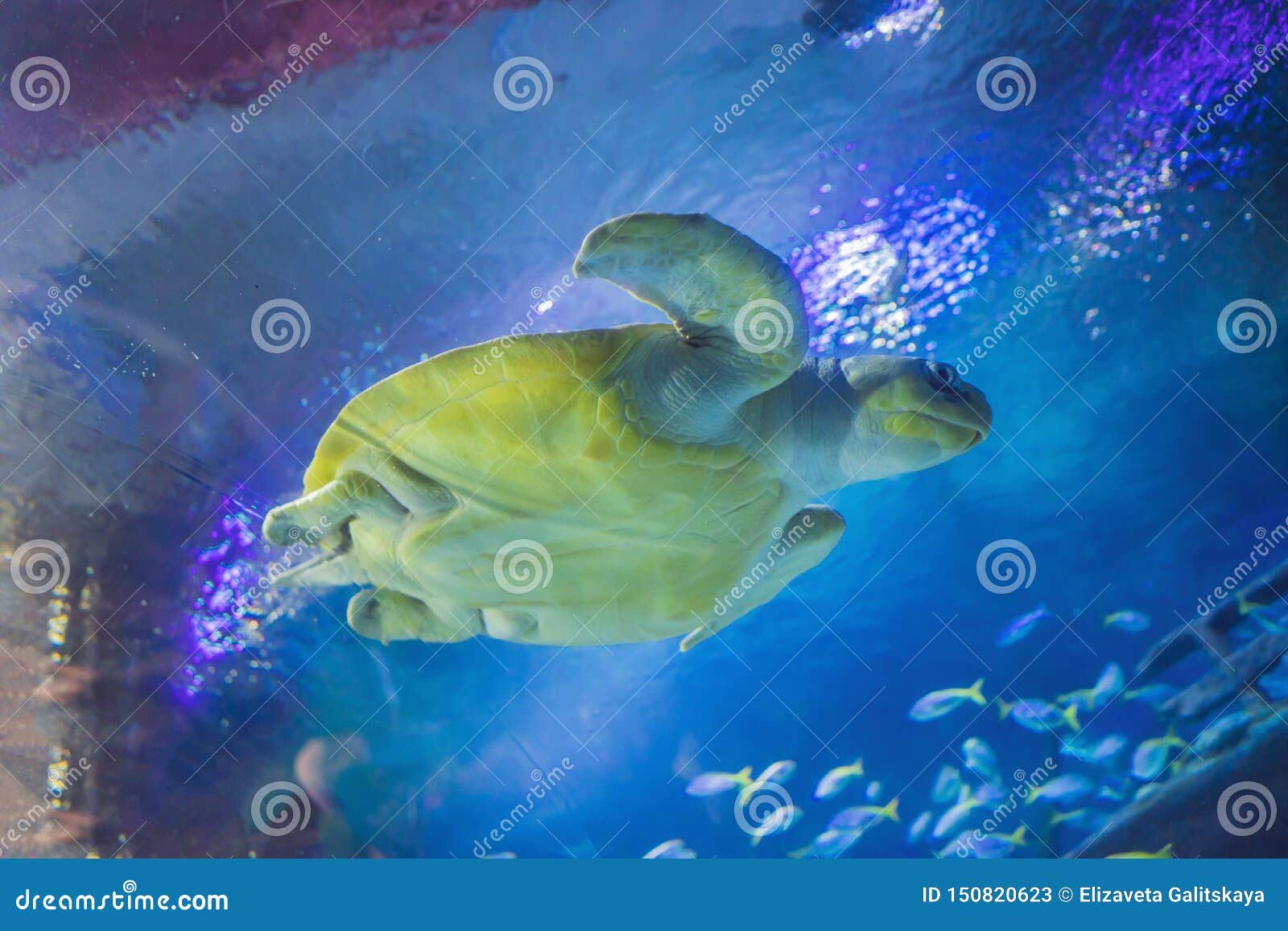 A Sea Turtle Seen at the Aquarium Stock Image - Image of surface, ocean ...