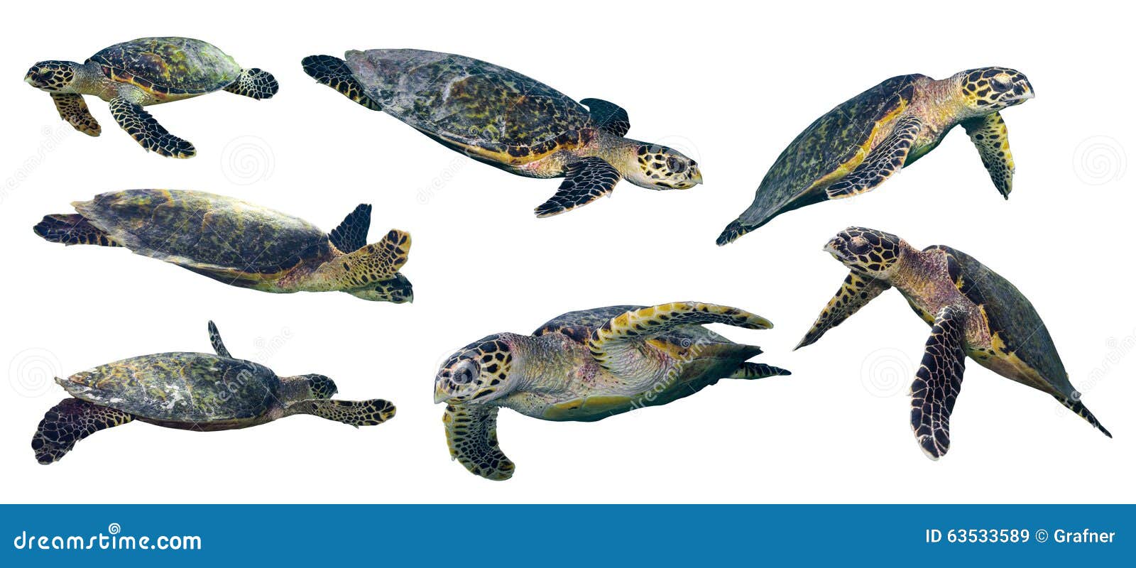 281 Sea Turtle Set Stock Photos - Free & Royalty-Free Stock Photos from ...