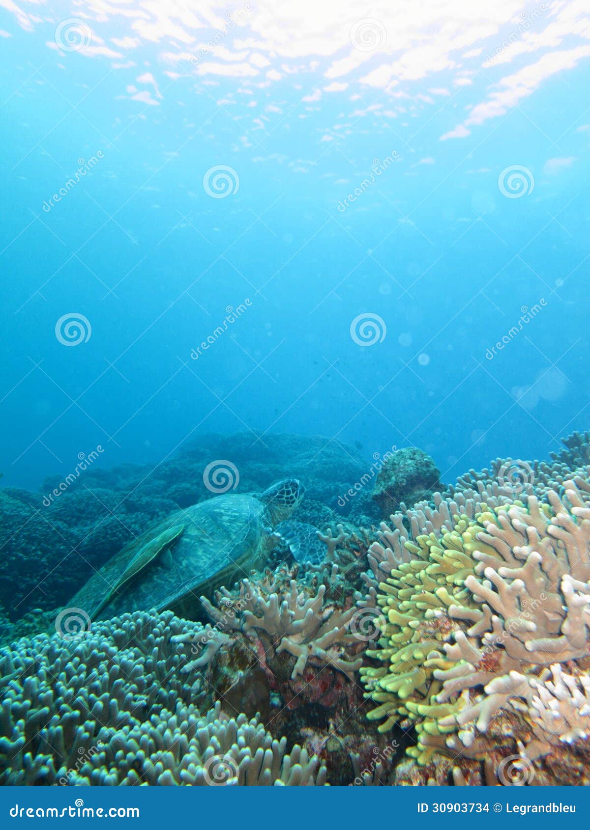 Shark Back And Dorsal Fin On Surface Of The Water. Blue Shark ...