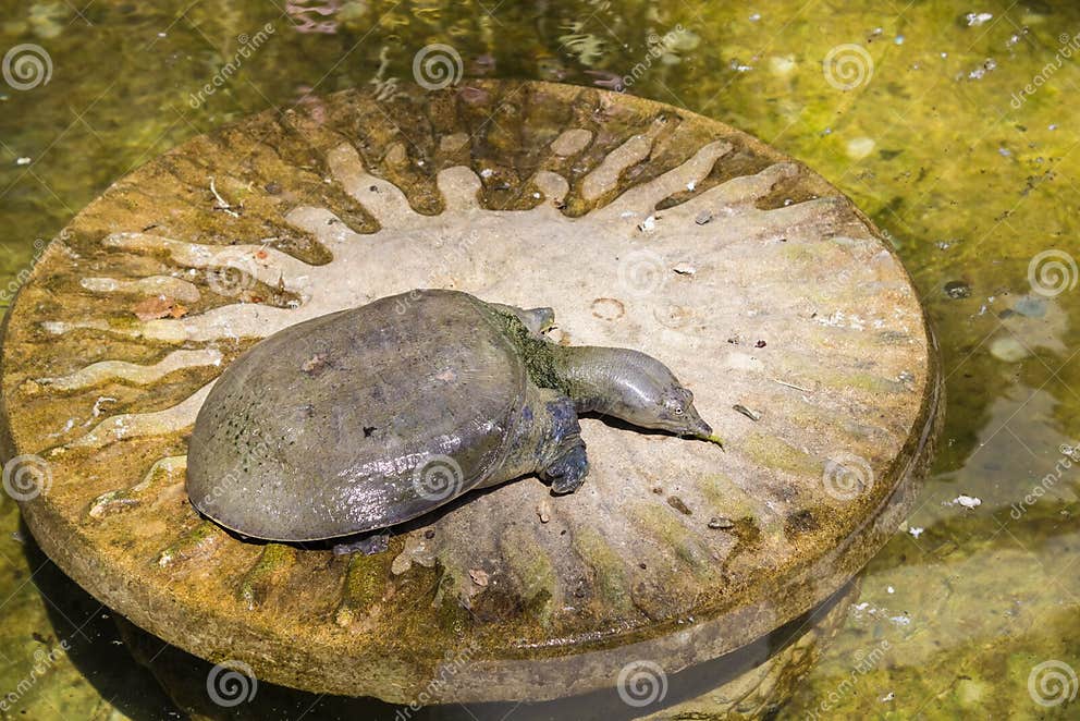 Sea Turtle without a Shell Basks in the Sun Stock Photo - Image of ...