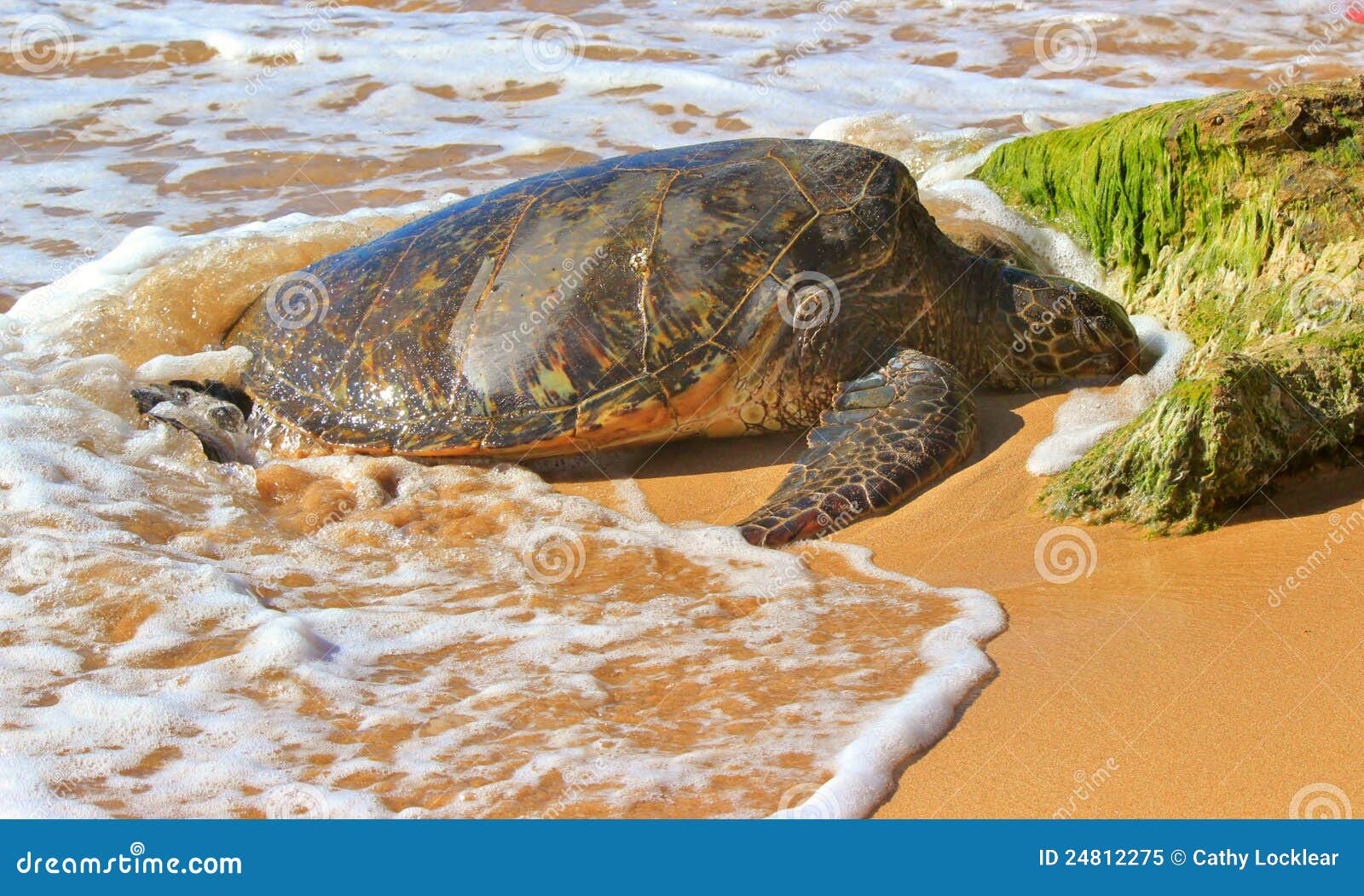 Sea turtle on the shore stock image. Image of clouds - 24812275
