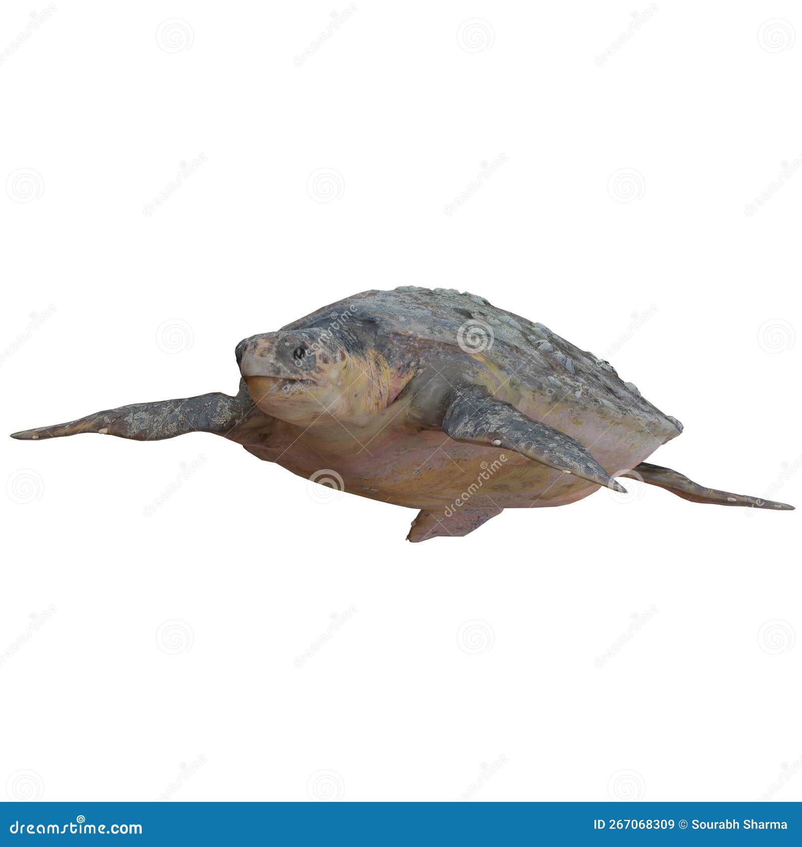 Turtle Side View Vector Icon | CartoonDealer.com #140554902