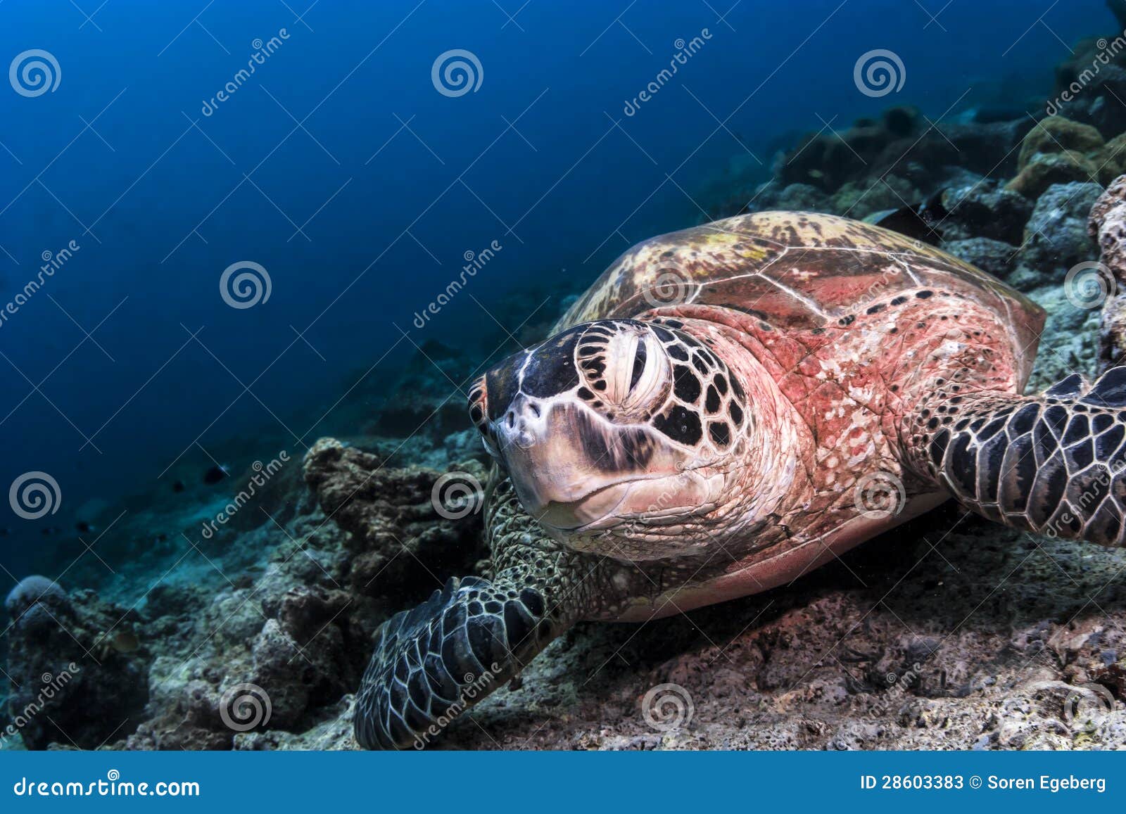 Sea Turtle Sitting on the Reef in Sipadan, Malaysia Stock Image - Image ...