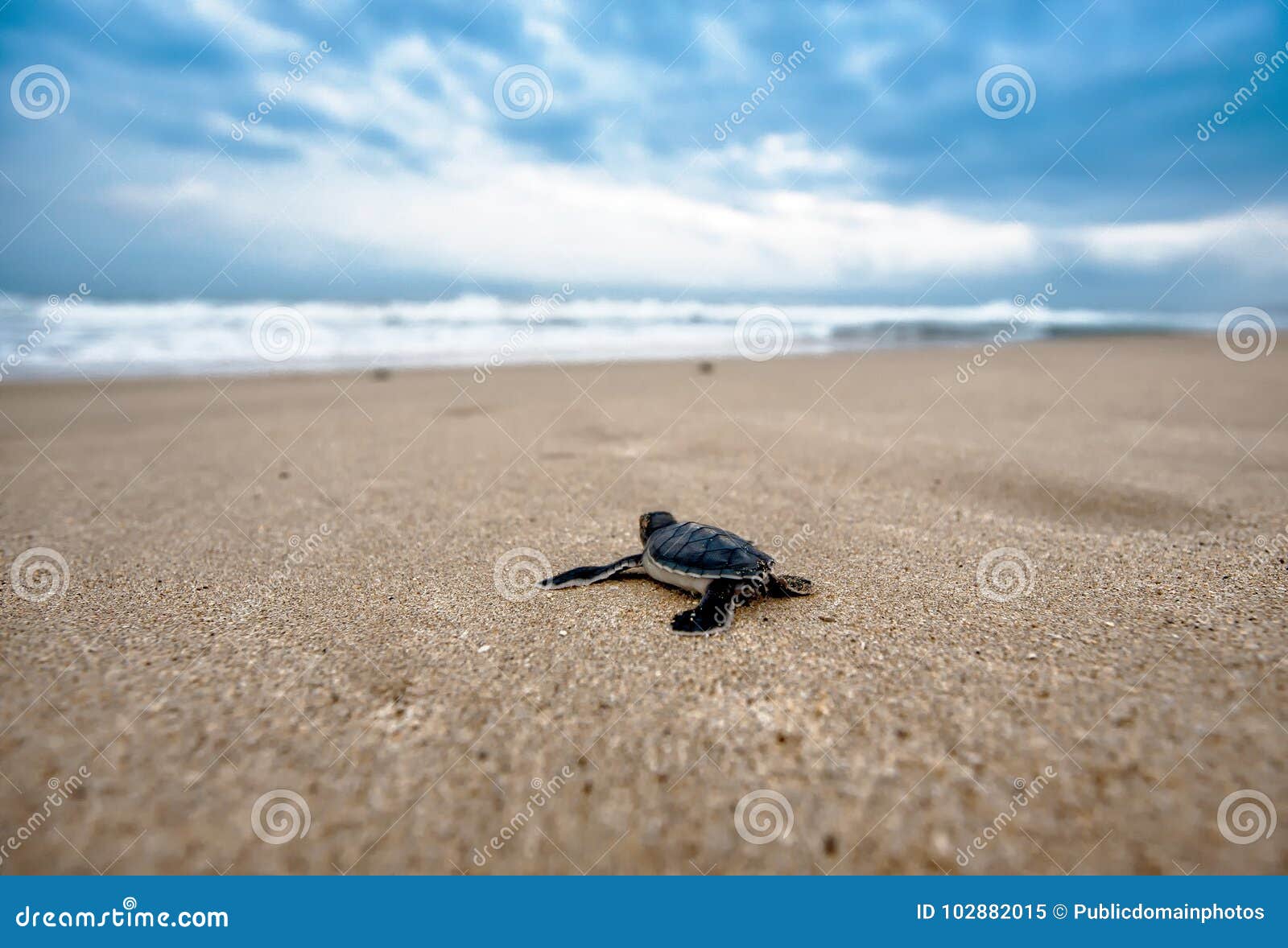 Sea, Sea Turtle, Sky, Turtle Picture. Image: 102882015