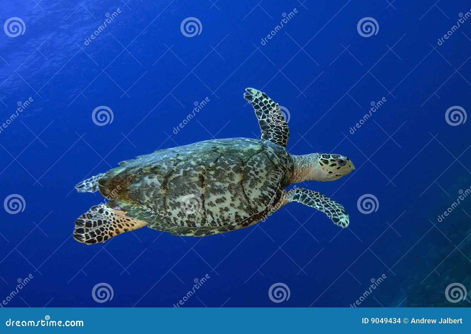 Sea Turtle, St. Lucia stock photo. Image of animal, coral - 9049434