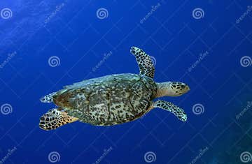 Sea Turtle, St. Lucia stock photo. Image of animal, coral - 9049434