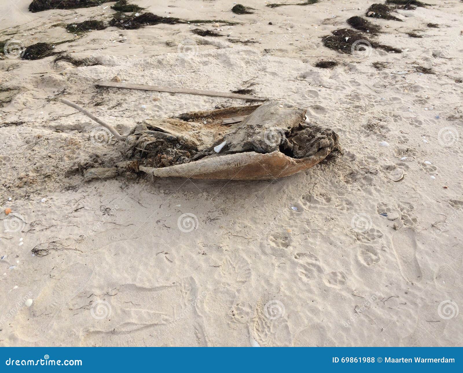 Sea turtle stock photo. Image of beach, stranded, turtle - 69861988