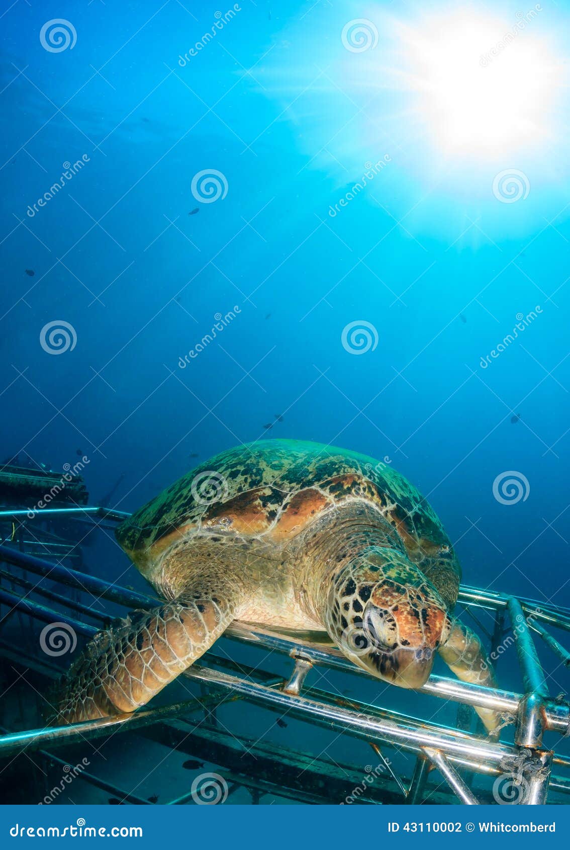 Sea Turtle with sunburst stock photo. Image of marine - 43110002
