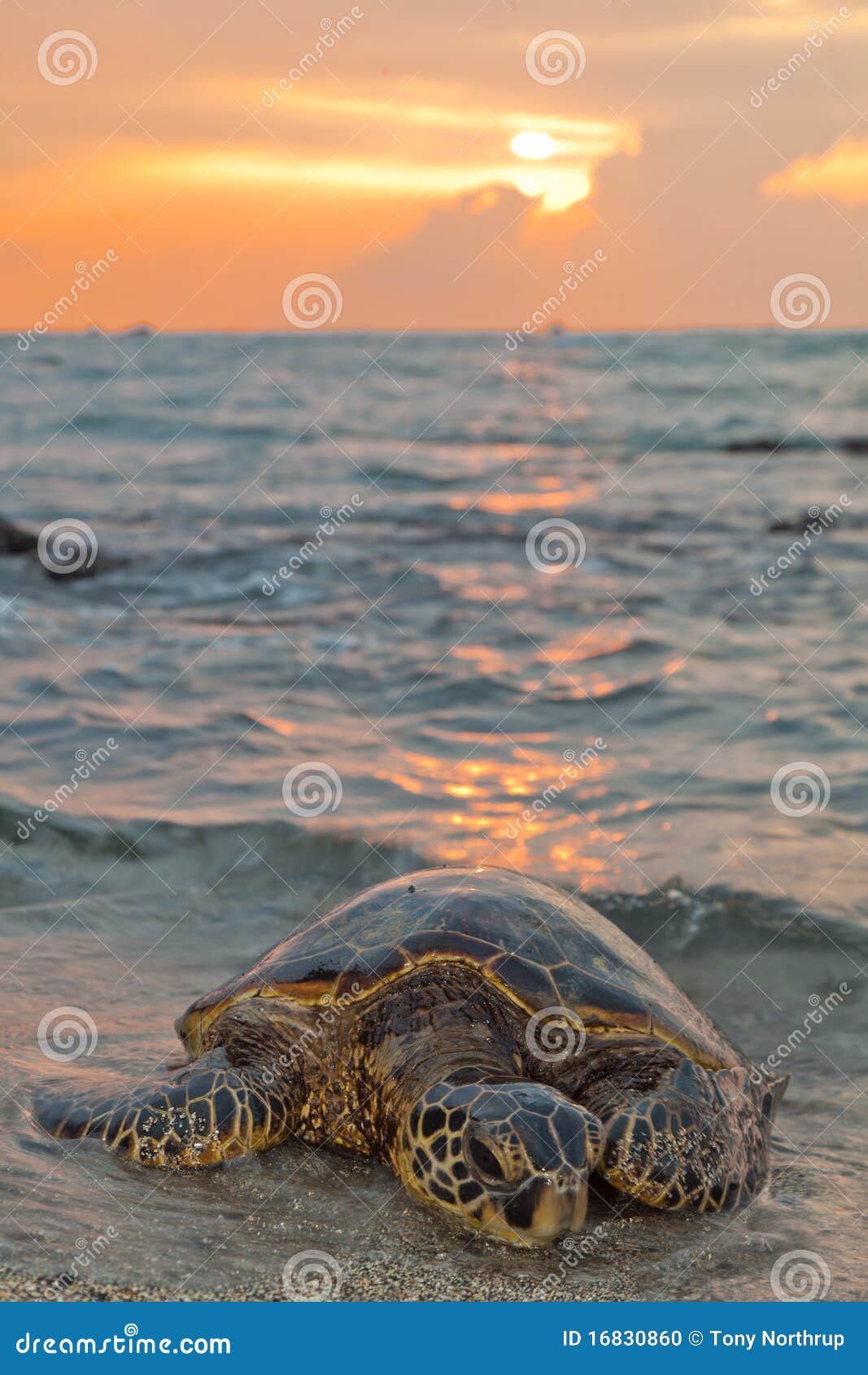 Sea Turtle during Sunset stock photo. Image of tropical - 16830860