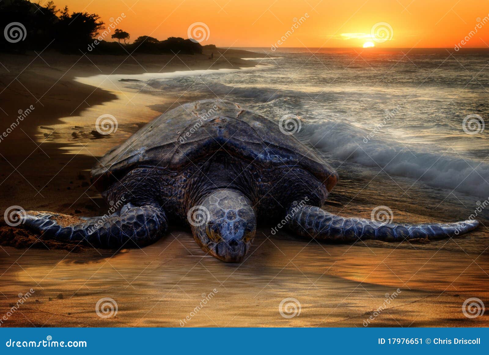 Sea Turtle, Sunset Beach stock image. Image of escape - 17976651