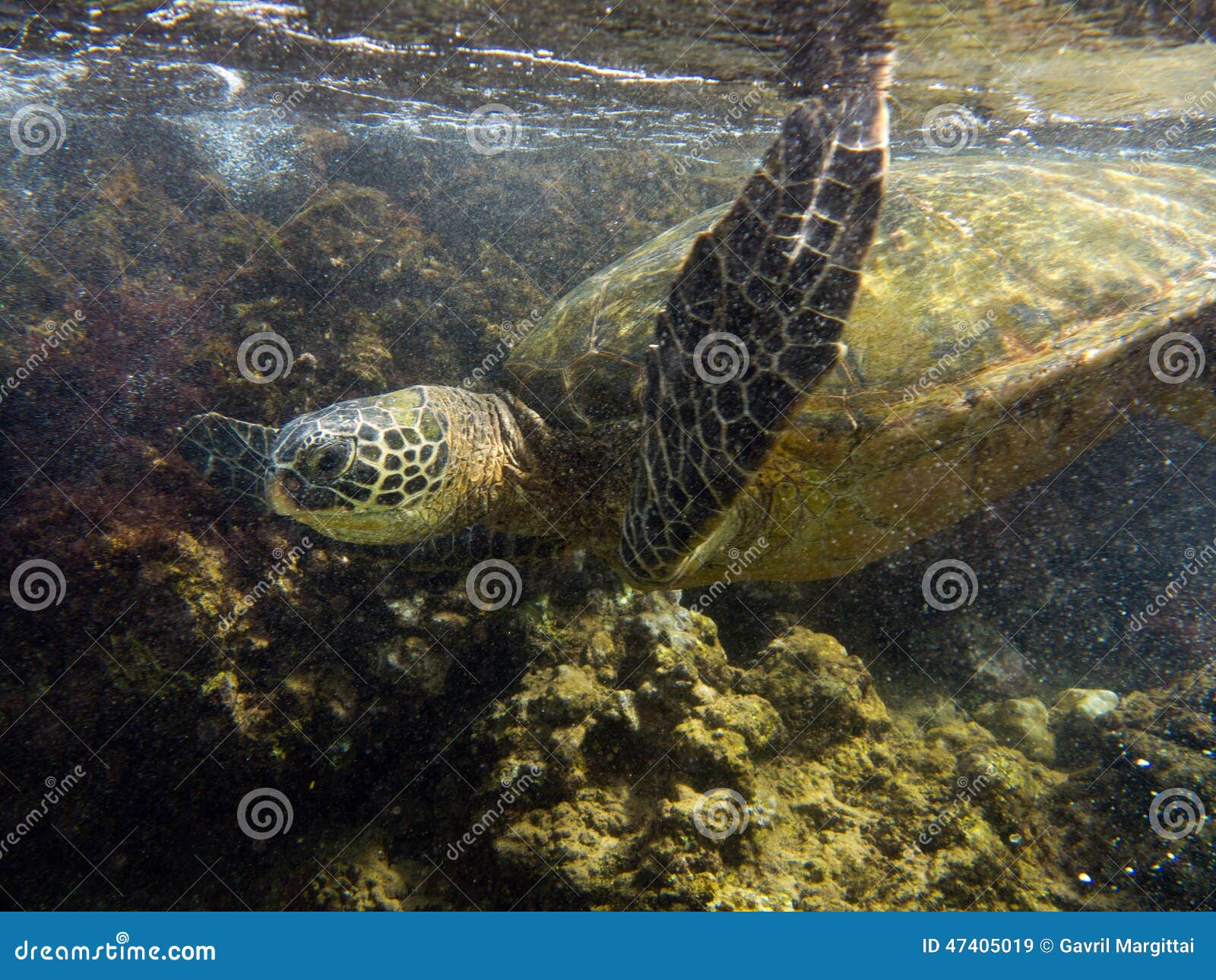 Sea turtle in the surf stock image. Image of green, blue - 47405019