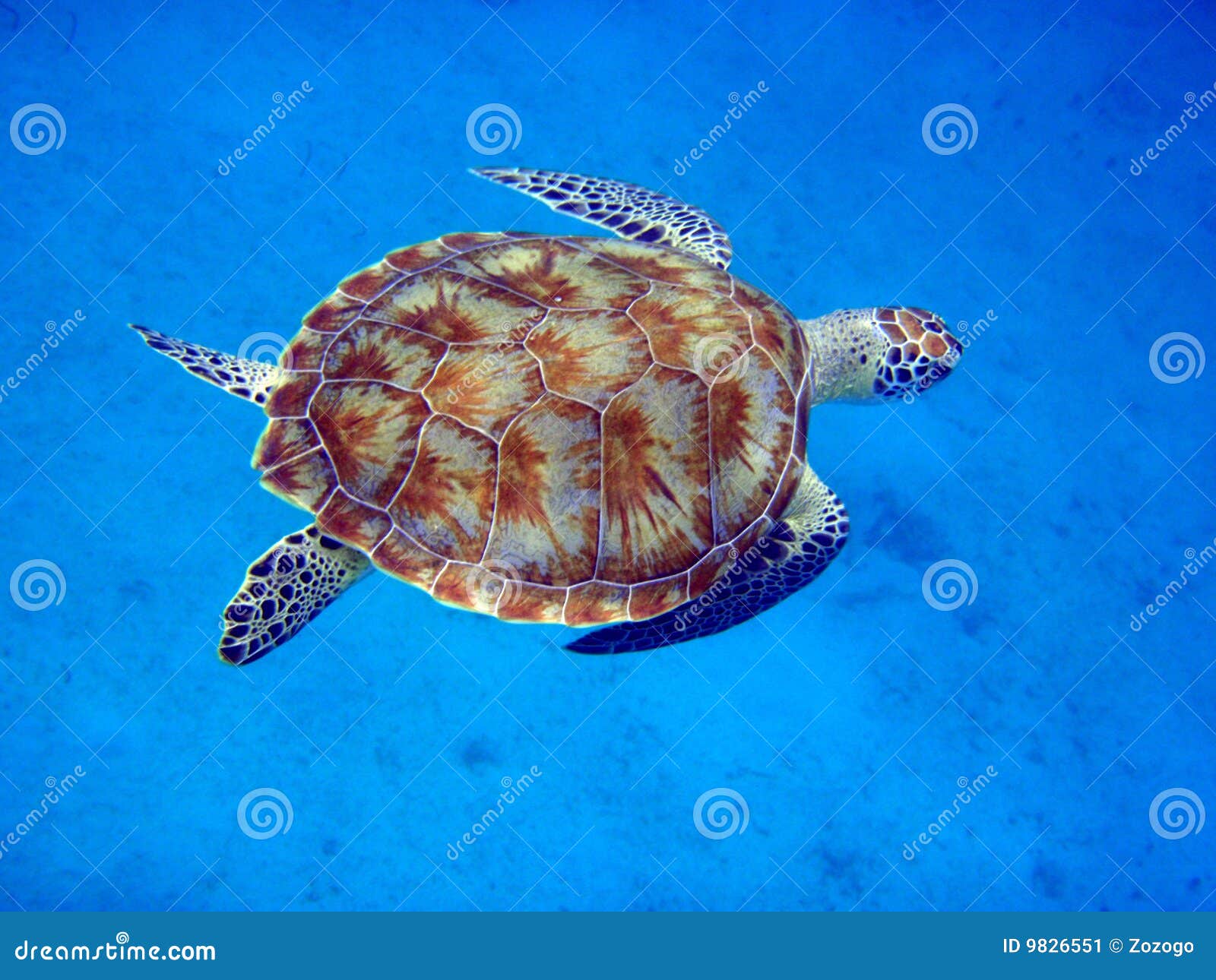 Sea turtle swimming stock image. Image of swim, ocean - 9826551