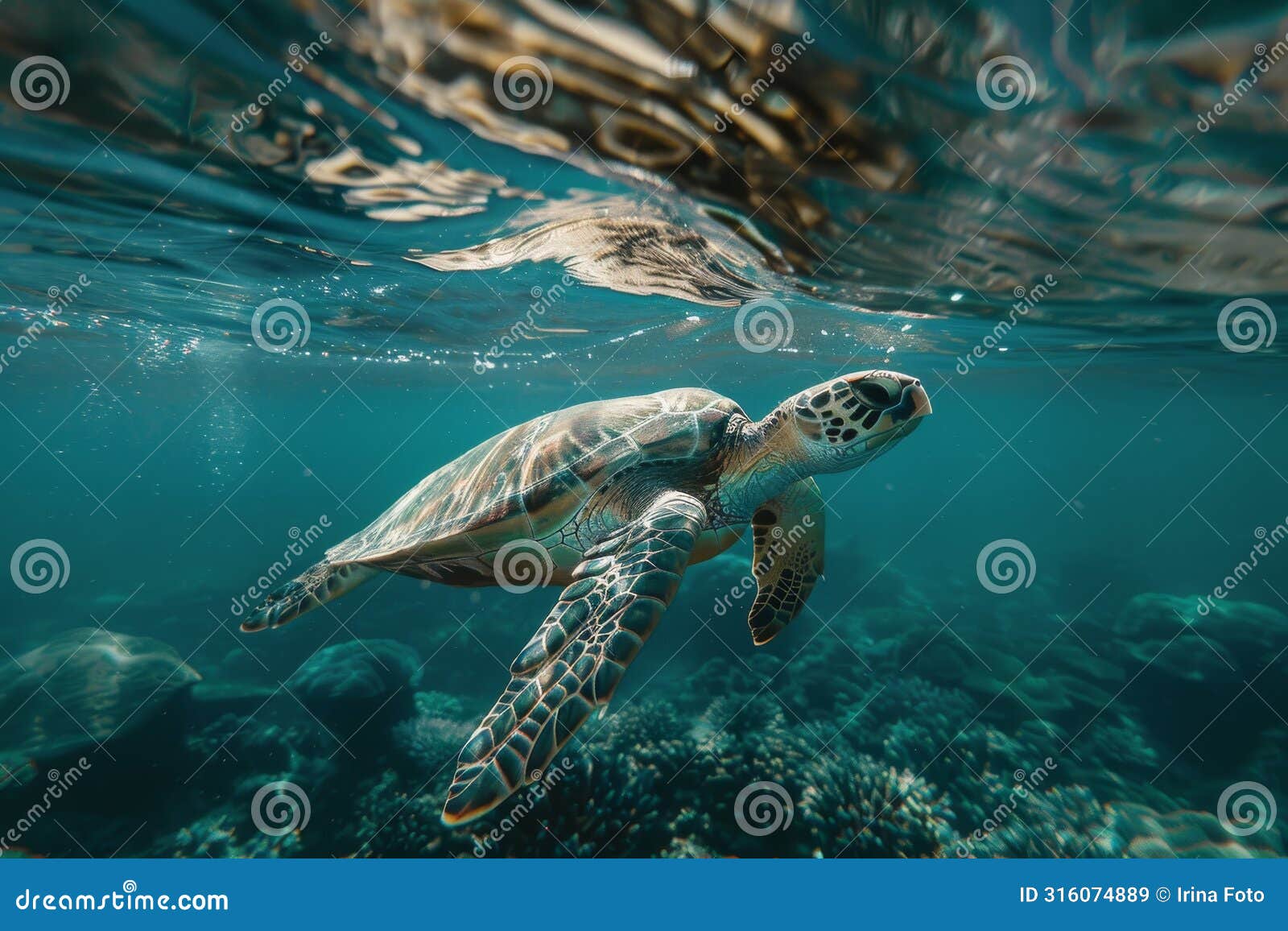 Sea Turtle Swimming in Coral Reef Underwater. Stock Image - Image of ...