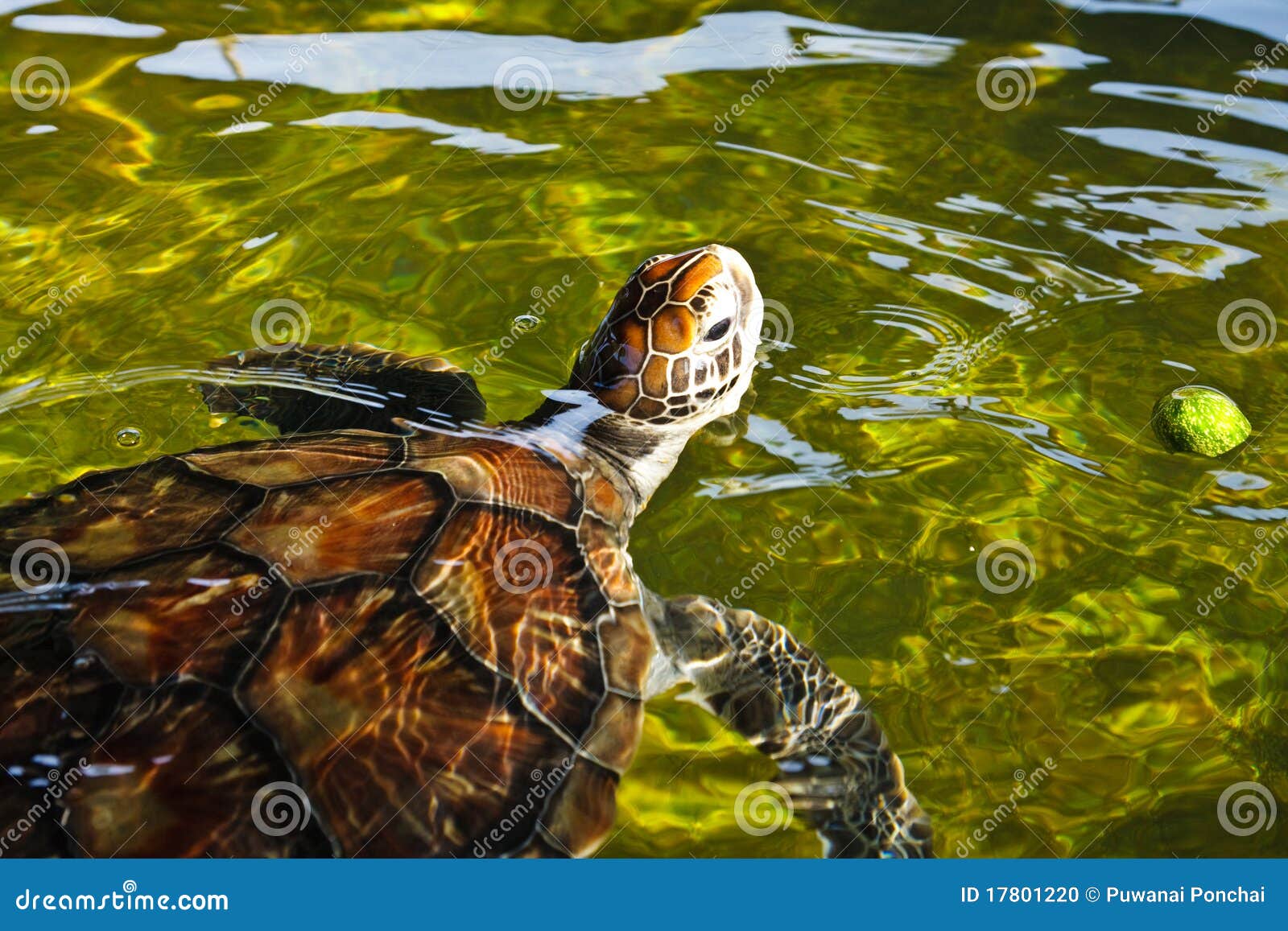 Sea Turtle Swimming in Farm Pond Stock Photo - Image of farm, dive ...