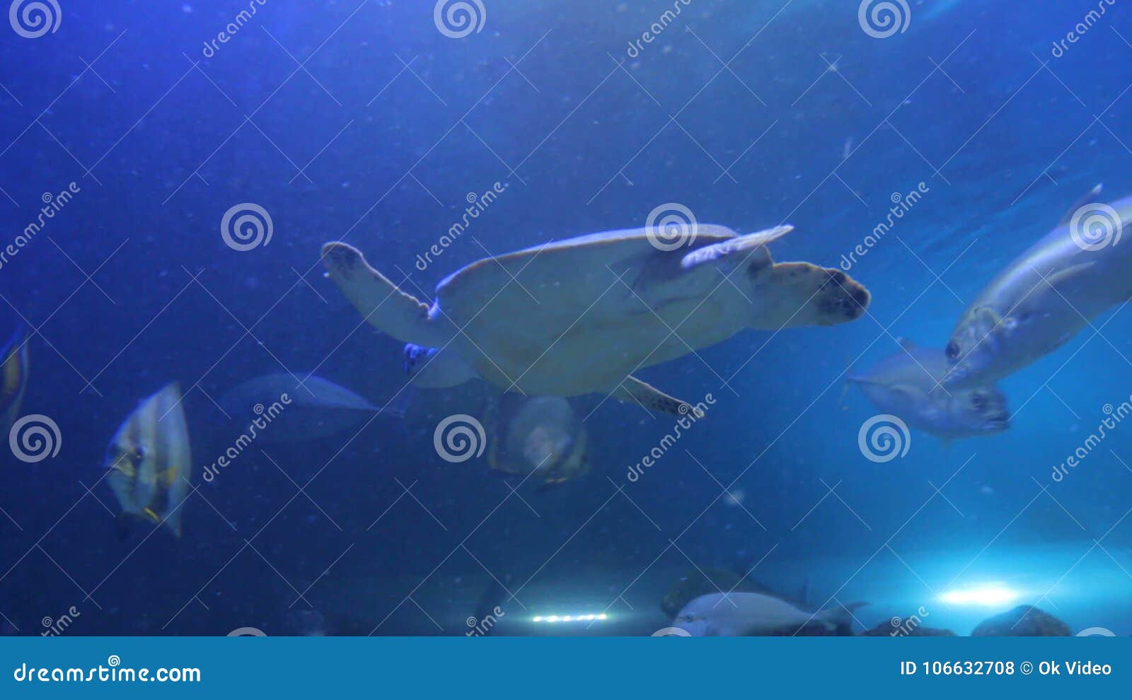 Sea Turtle Swimming with Fish Stock Footage - Video of marine, life ...