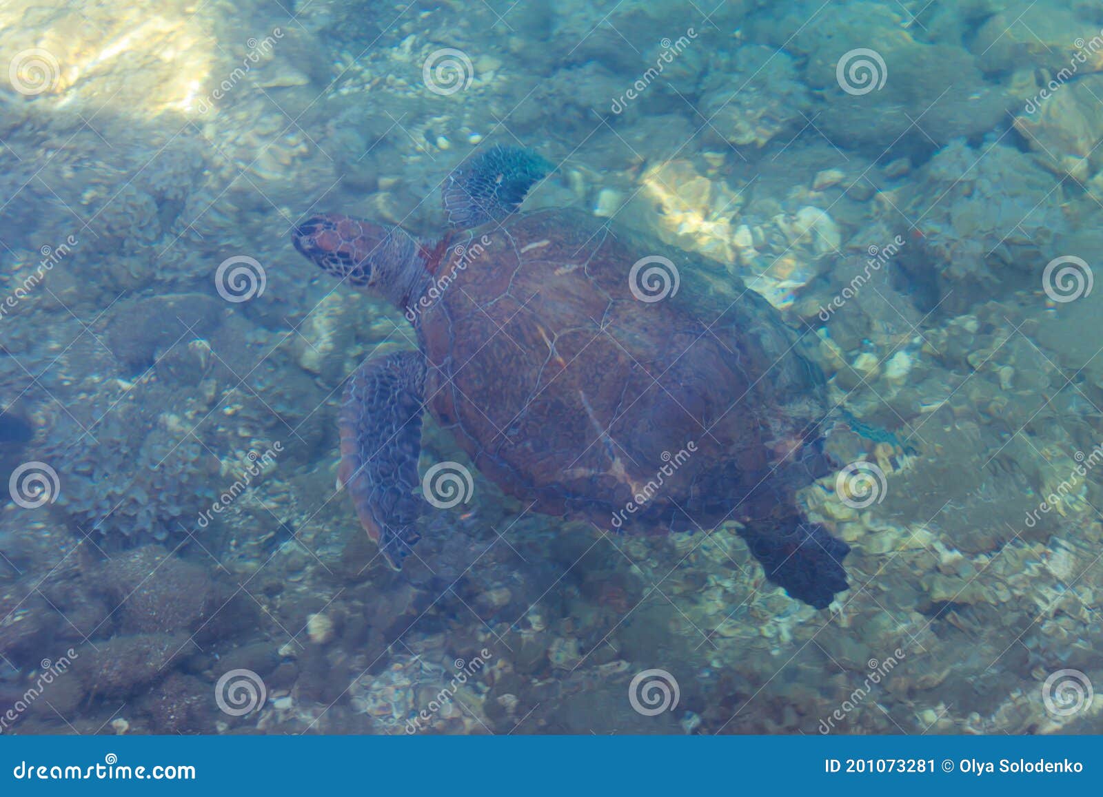 Sea Turtle Swimming in Mediterranean Sea Stock Image - Image of caretta ...