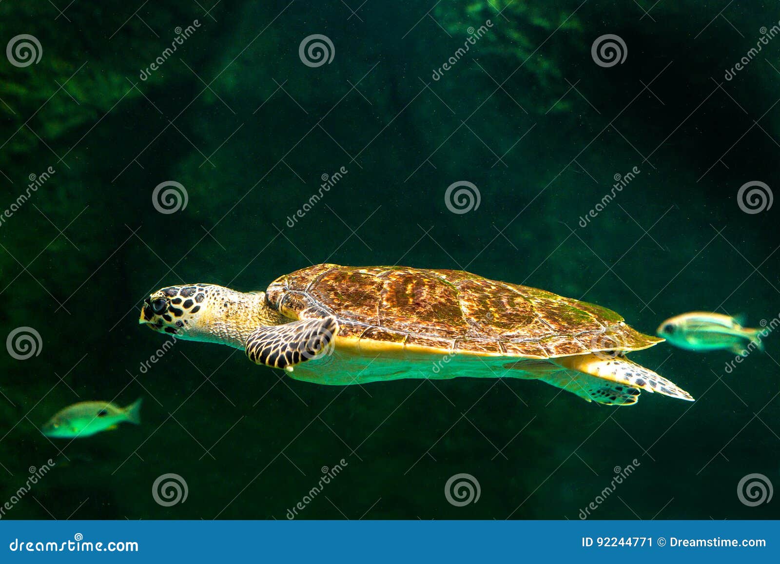 Sea Turtle Swimming in Museum Aquarium. Stock Image - Image of reef ...