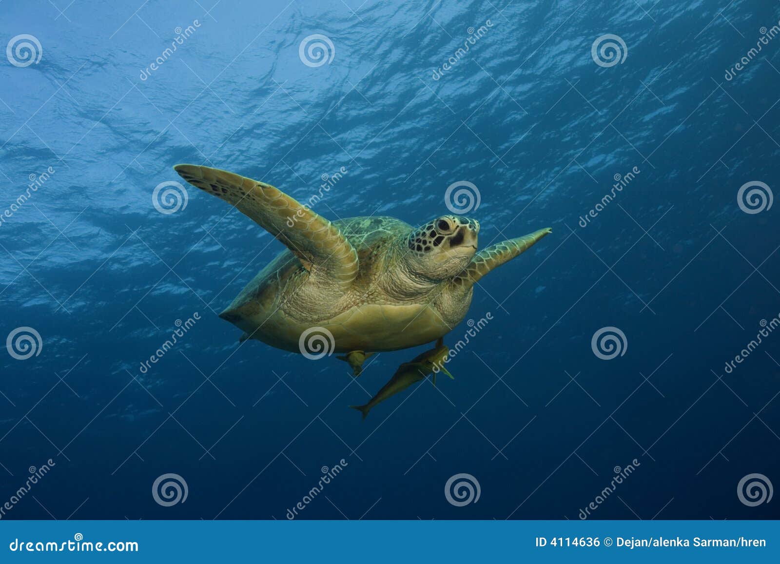 Sea Turtle Swimming in Ocean Stock Photo - Image of amphibious, rare ...