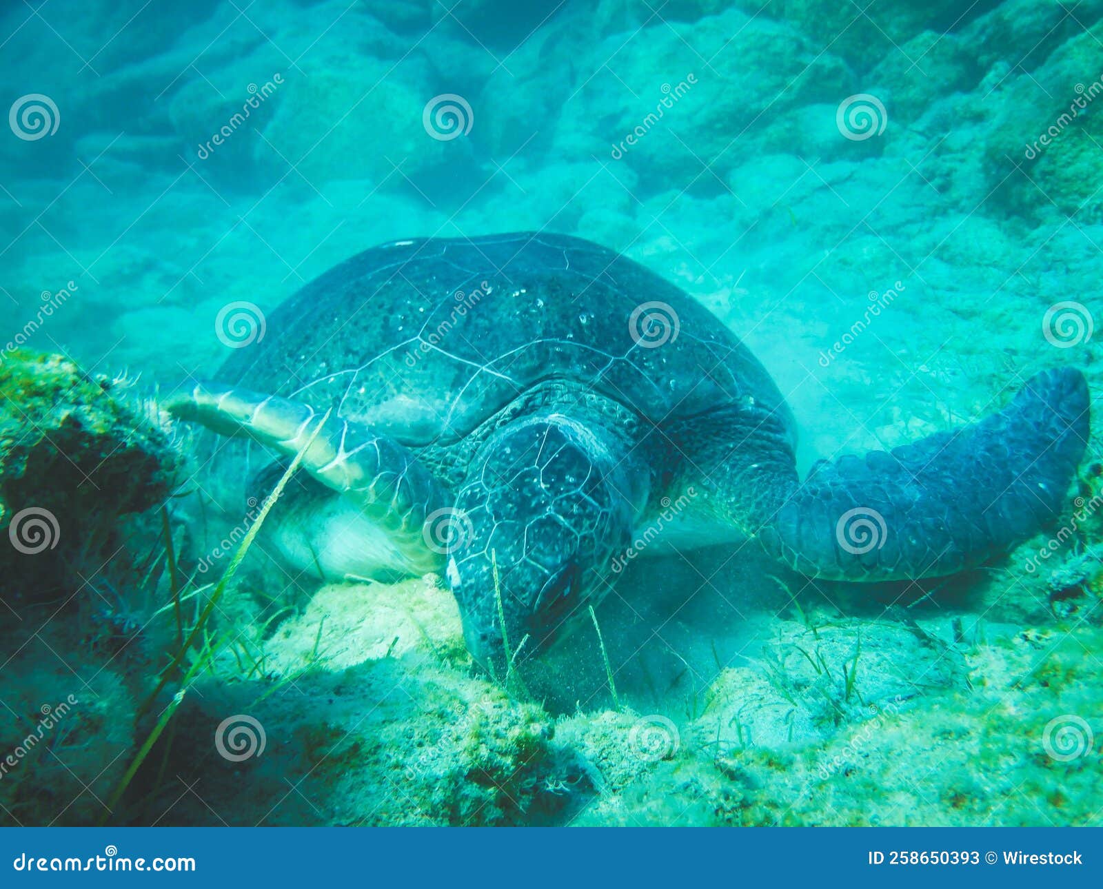Sea Turtle Swimming Underwater Stock Image - Image of underwater ...