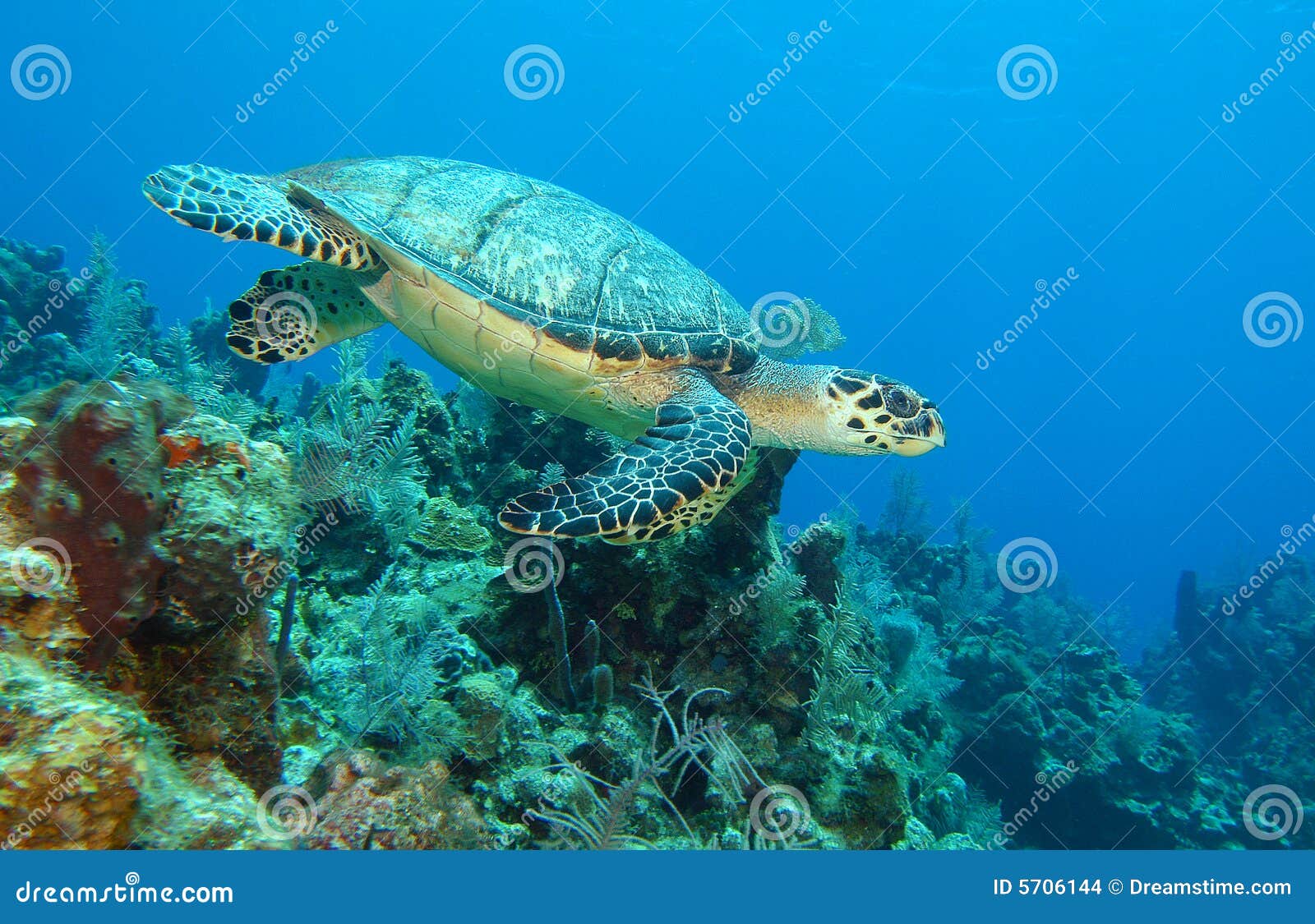 Sea Turtle Swimming Underwater Stock Photo - Image of turtle ...