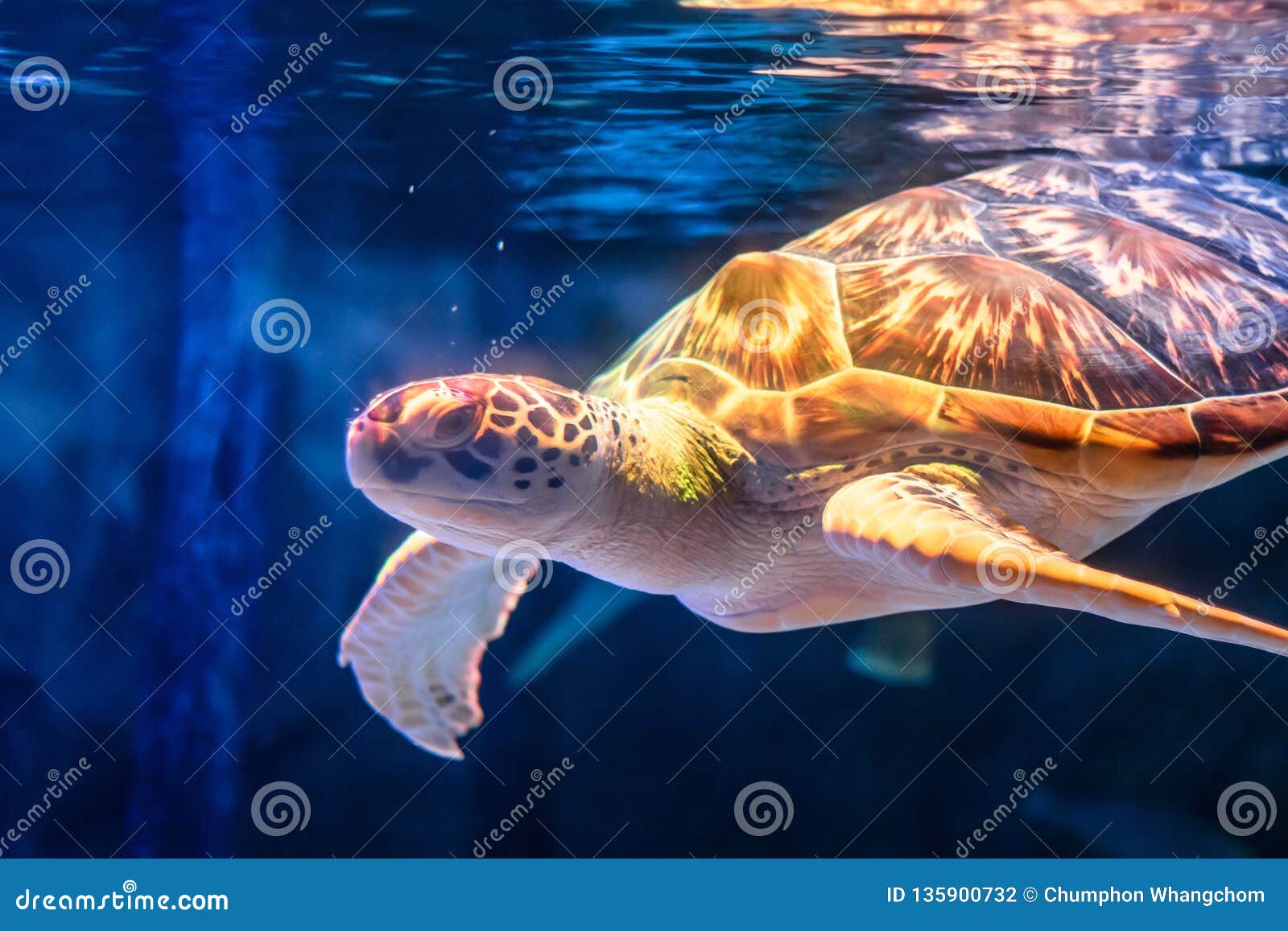 Sea Turtle Swimming In Underwater Background. Tortoise In Sea ...