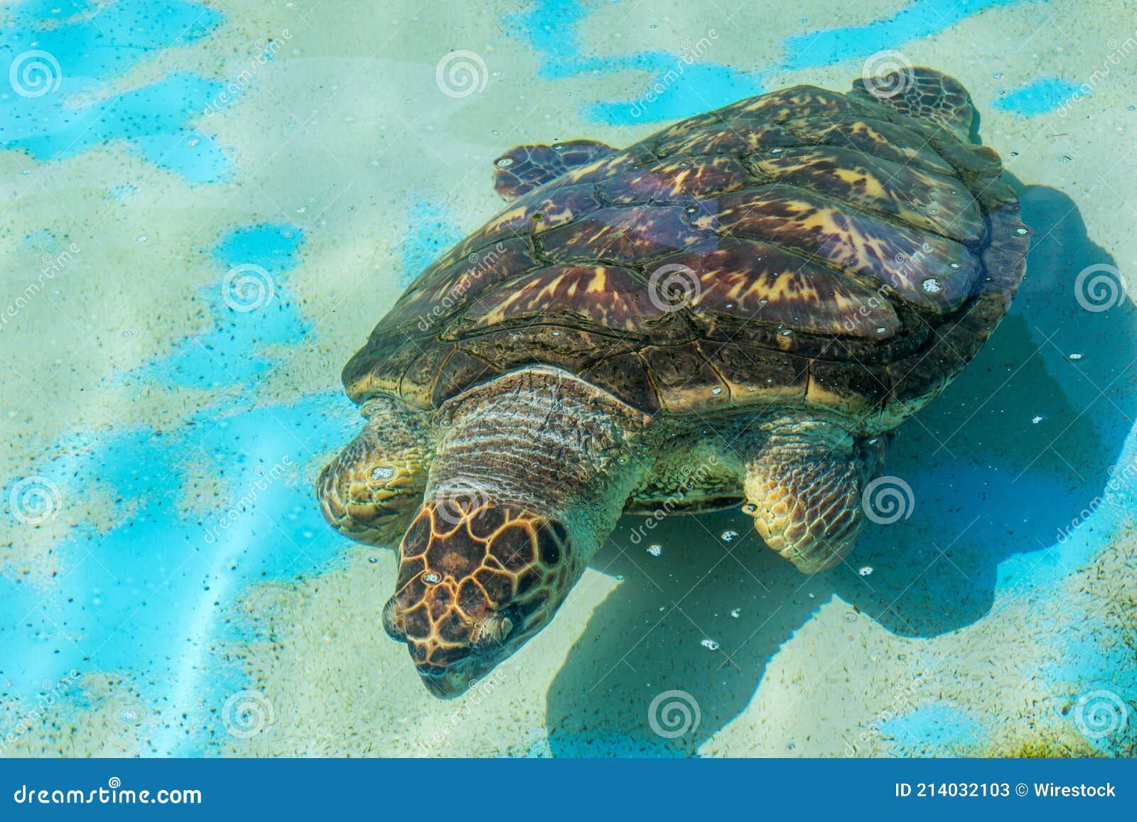 Sea Turtle Swimming in the Water Stock Image - Image of summer, nature ...