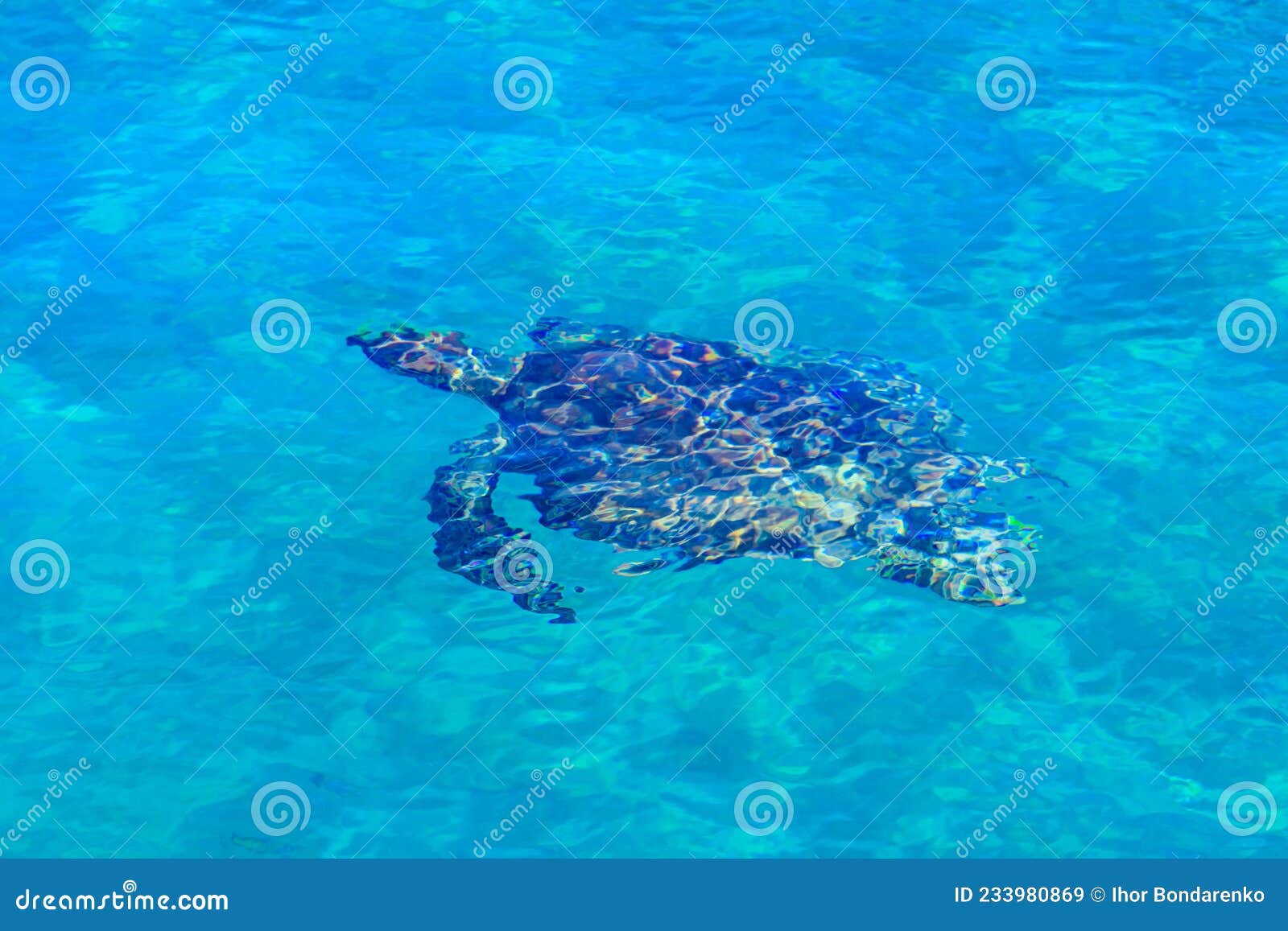 Sea Turtle Swimming in a Water. Top View Stock Image - Image of shell ...