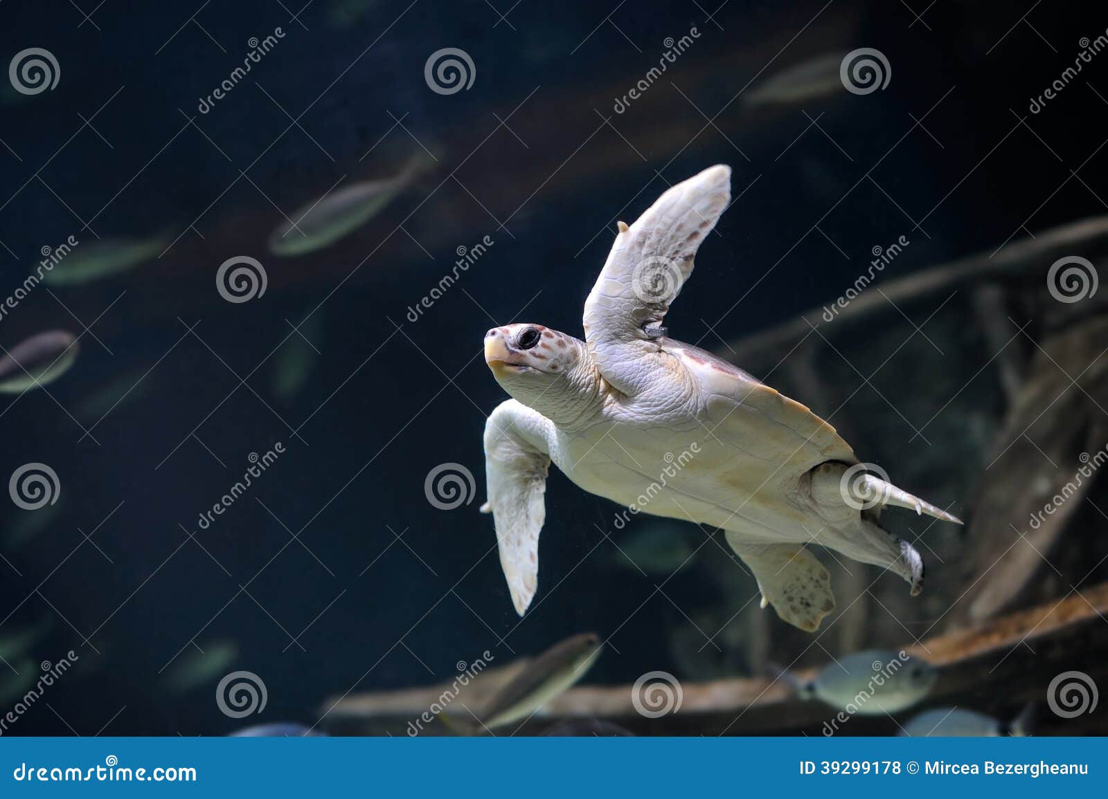 Sea turtle swimming stock photo. Image of blue, turtle - 39299178