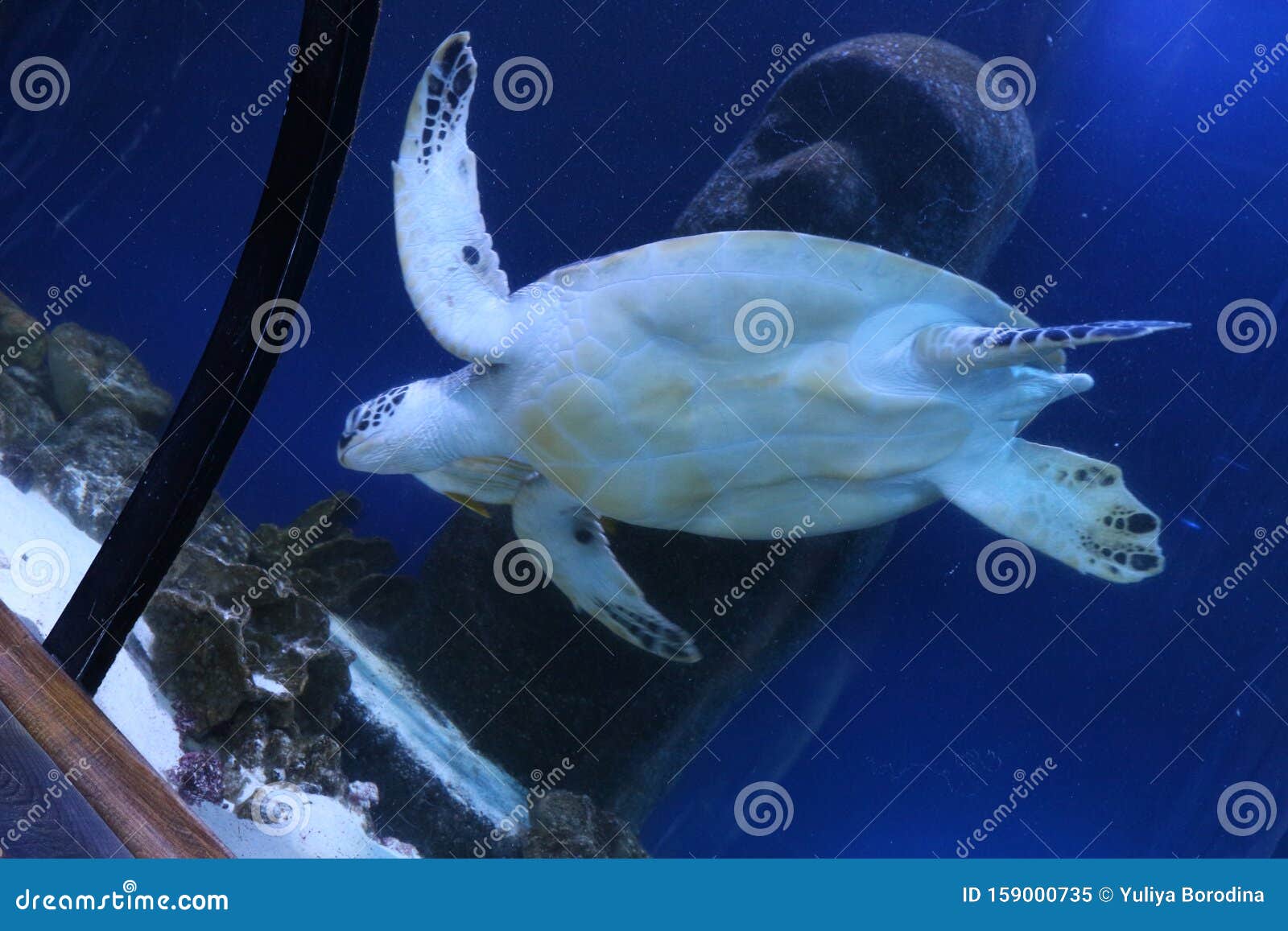 Sea Turtle Swims Over an Arch in the Aquarium Stock Image - Image of ...